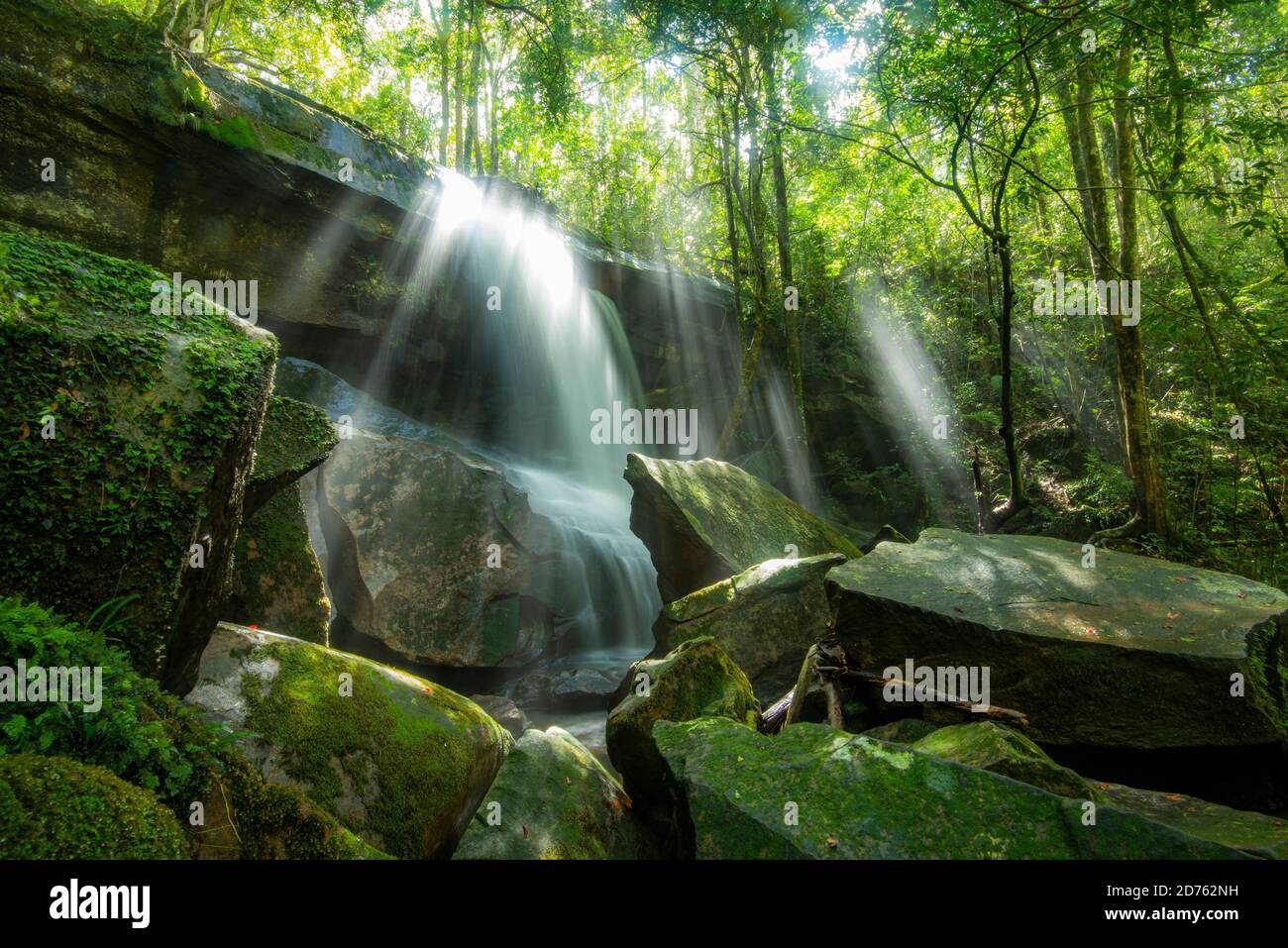 Beautiful forest waterfall thailand / The jungle green tree and plant ...