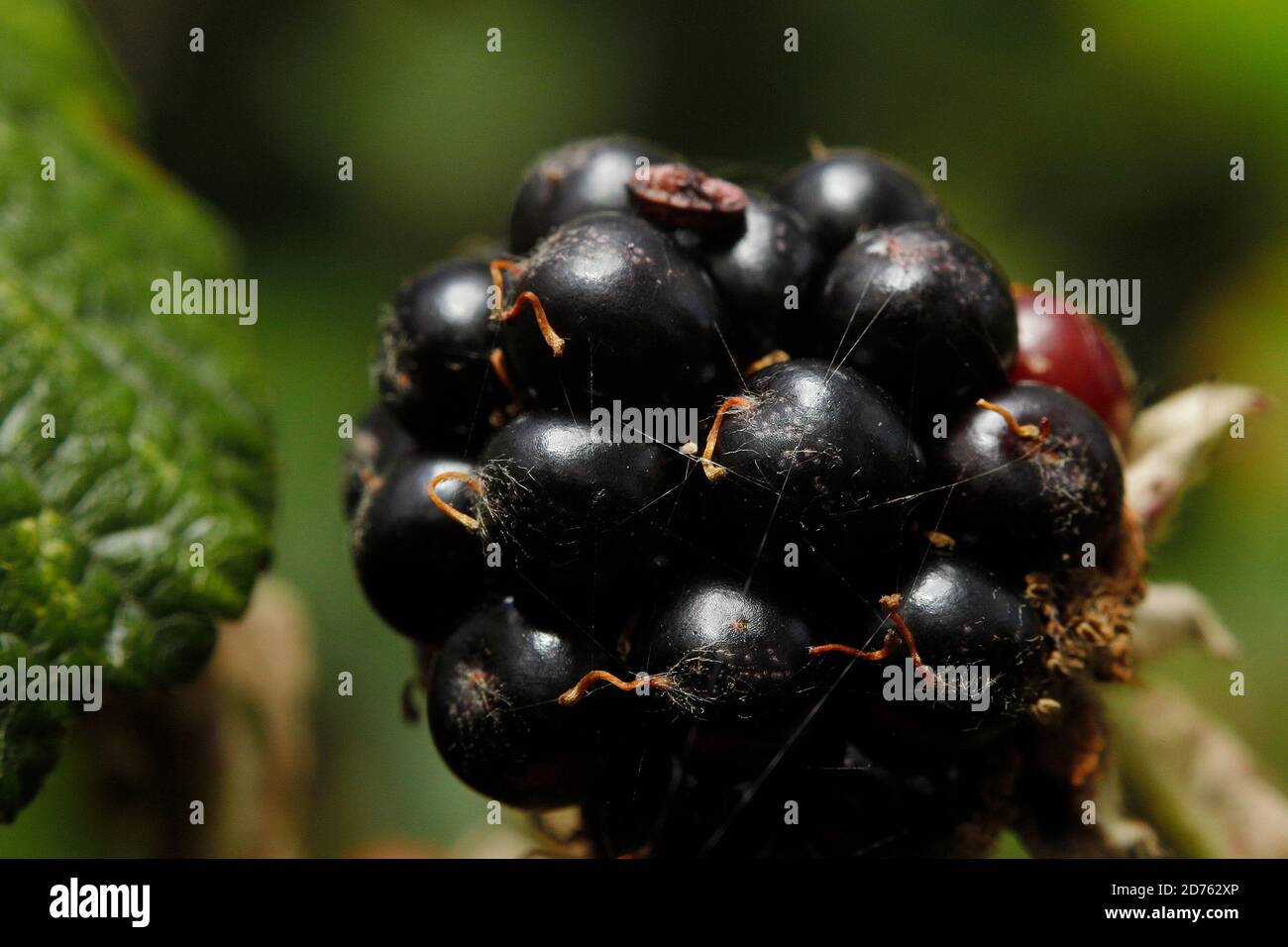 Blackberry berry briar bramble hi-res stock photography and images - Alamy