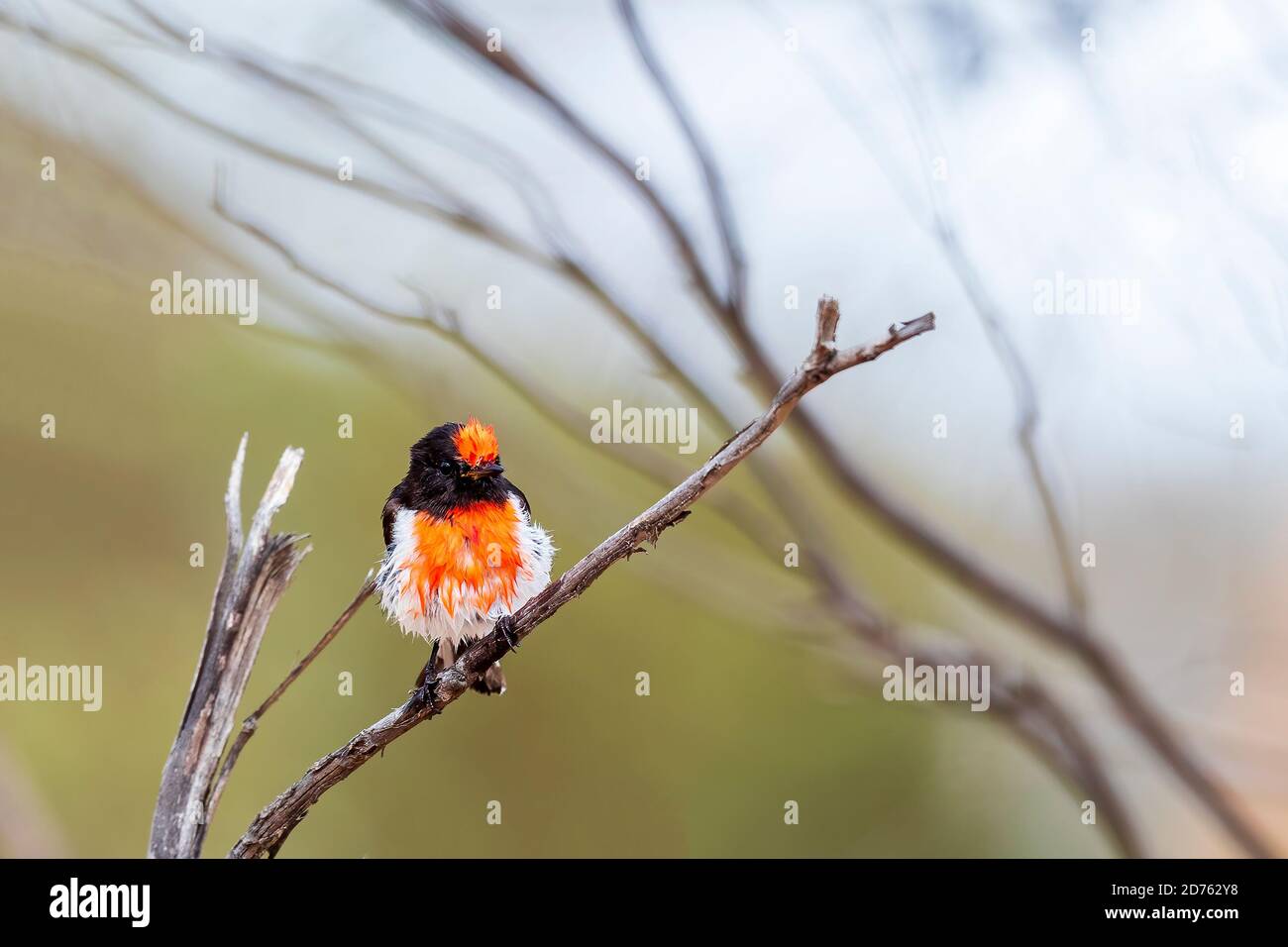 Australian scarlet robin hi-res stock photography and images - Alamy