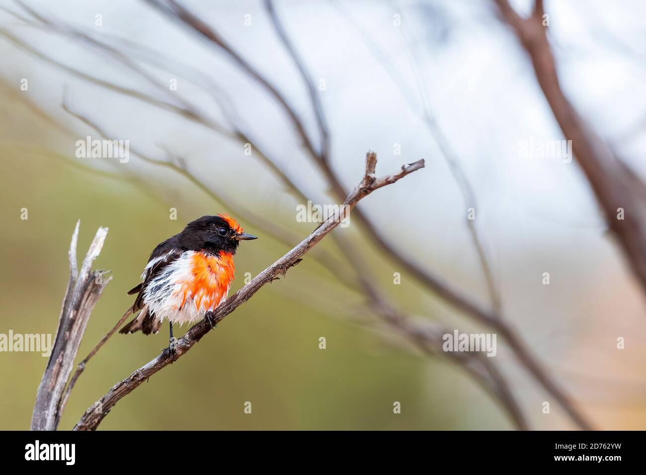 Australian robin hi-res stock photography and images - Alamy
