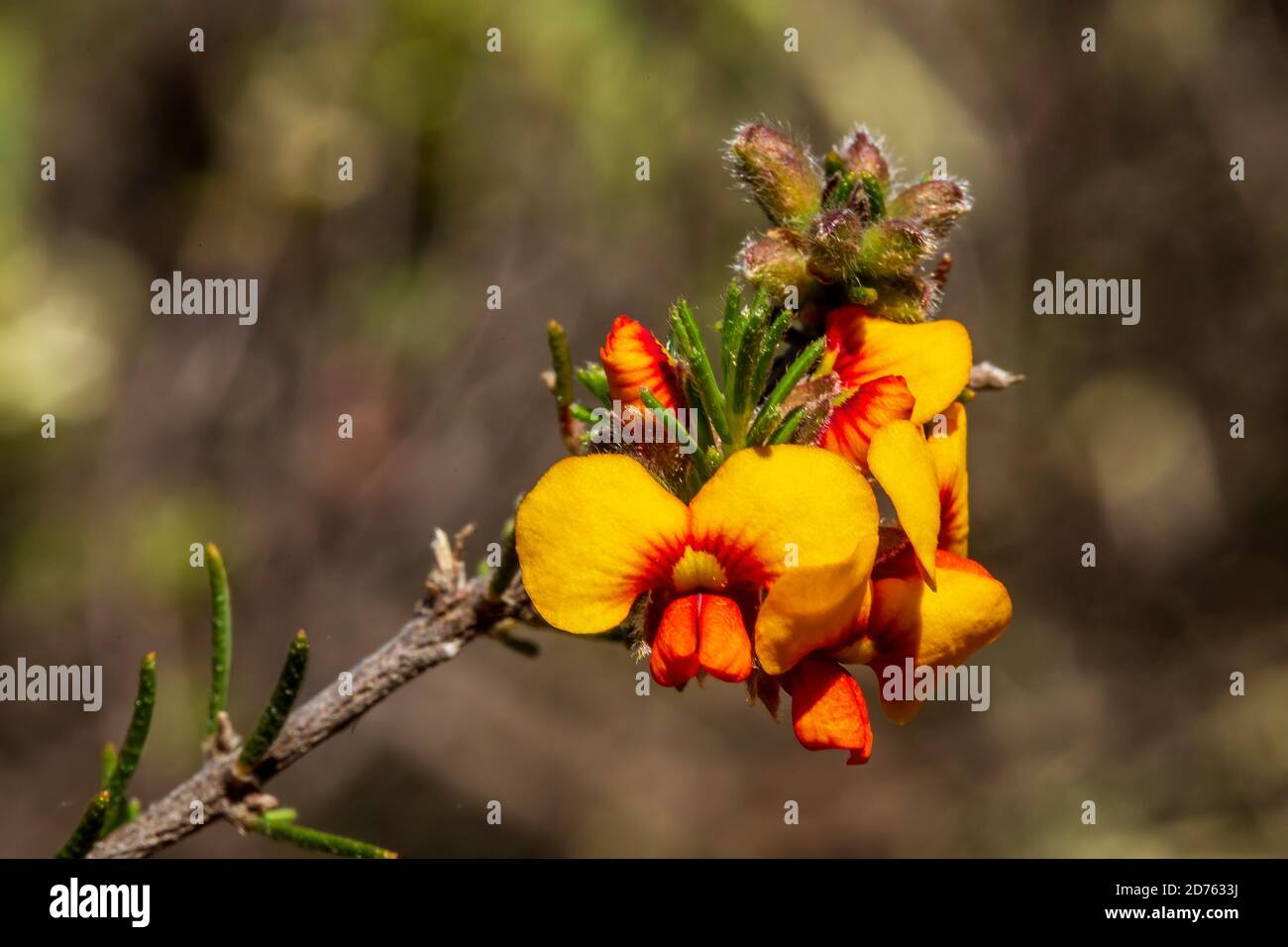 Australian native plant hi-res stock photography and images - Alamy