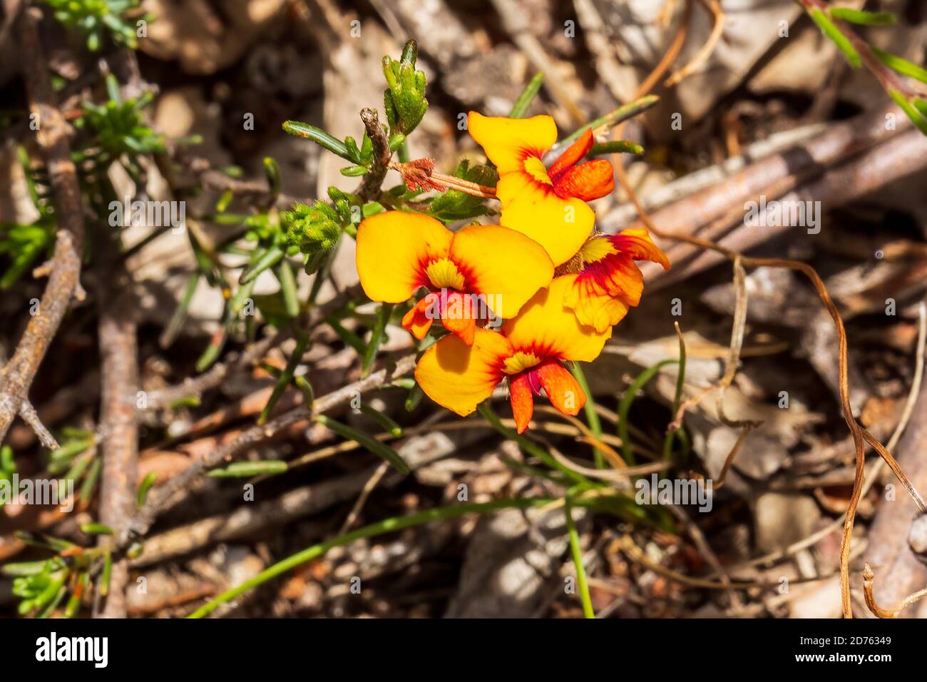 Australian native plant hi-res stock photography and images - Alamy