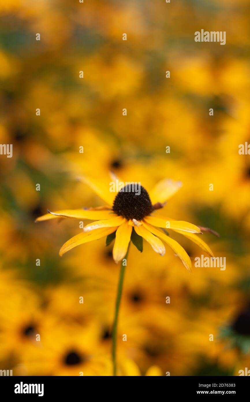 Colorful flowers in a beautiful garden Stock Photo - Alamy