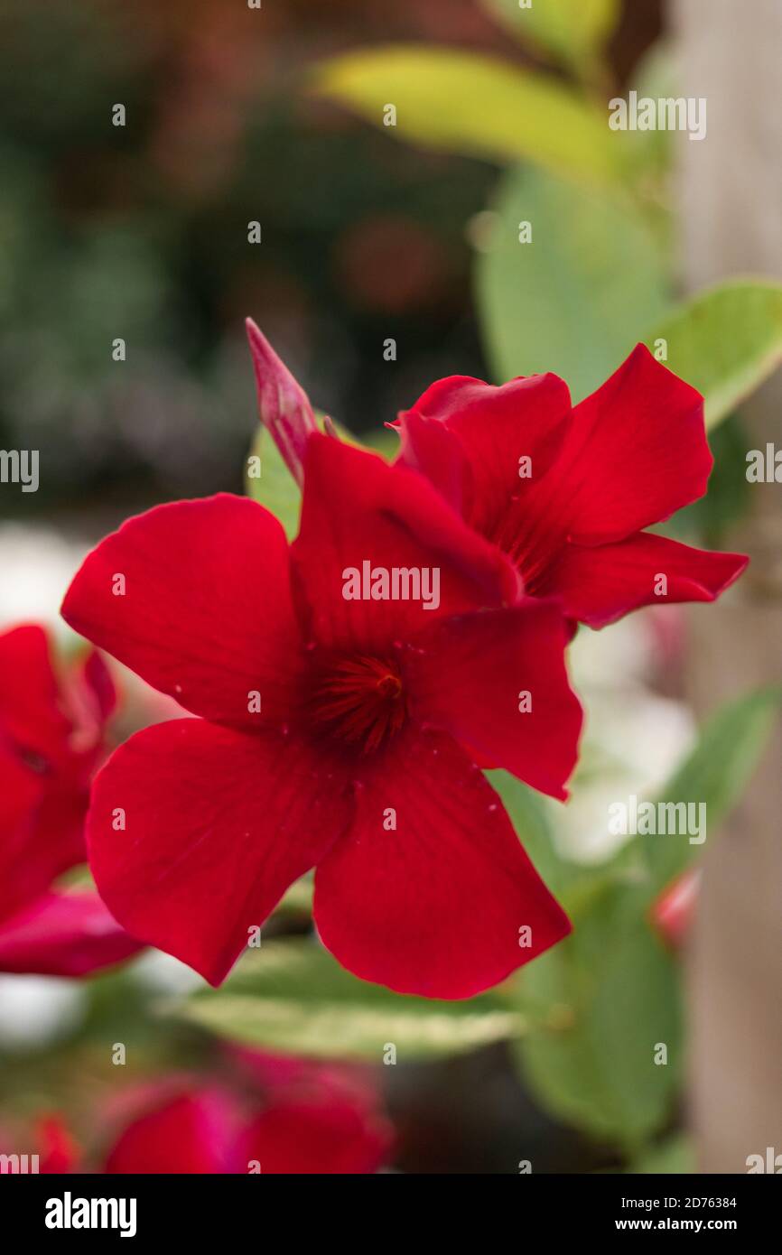 Colorful flowers in a beautiful garden Stock Photo - Alamy