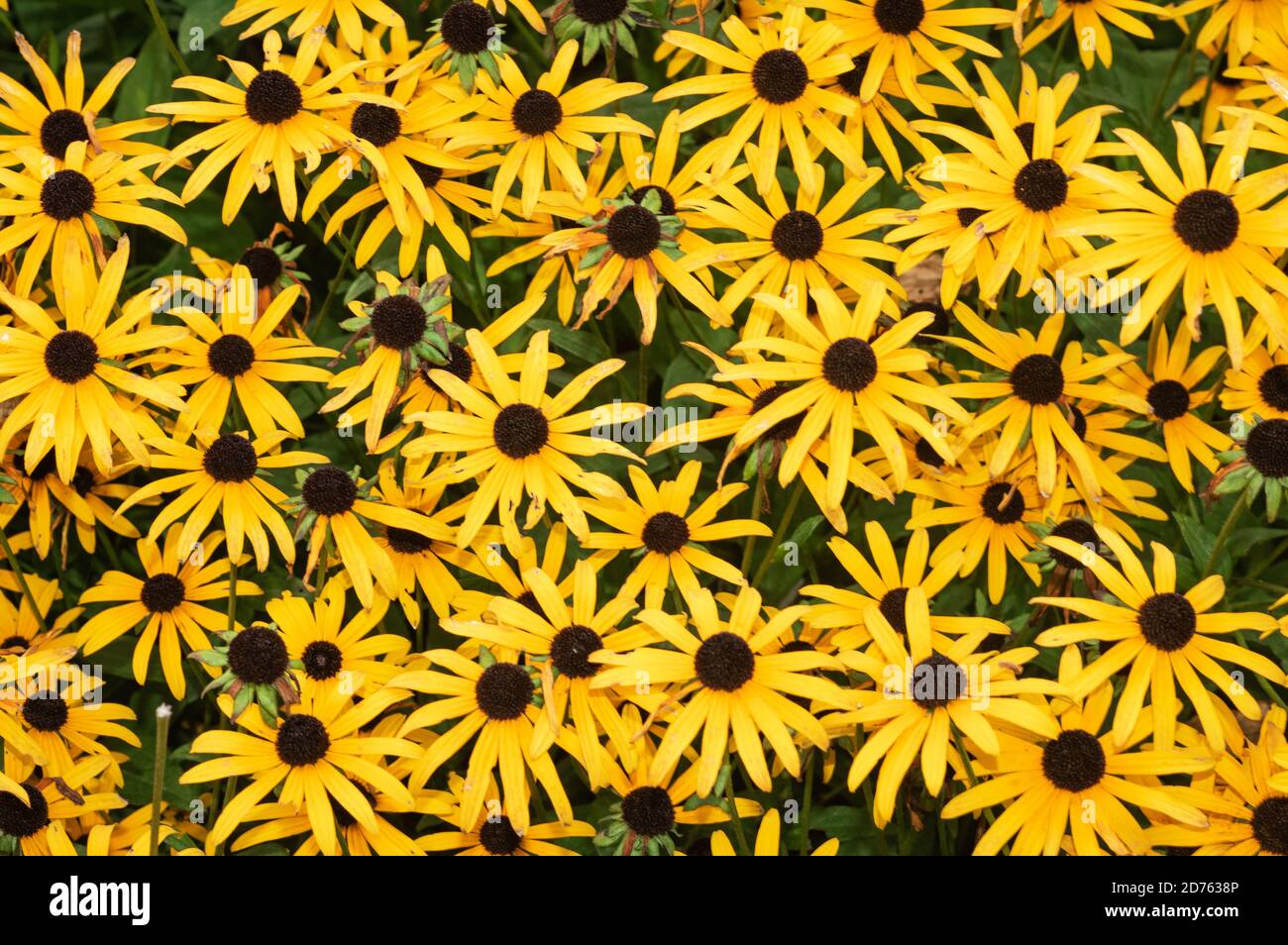 Colorful flowers in a beautiful garden Stock Photo - Alamy