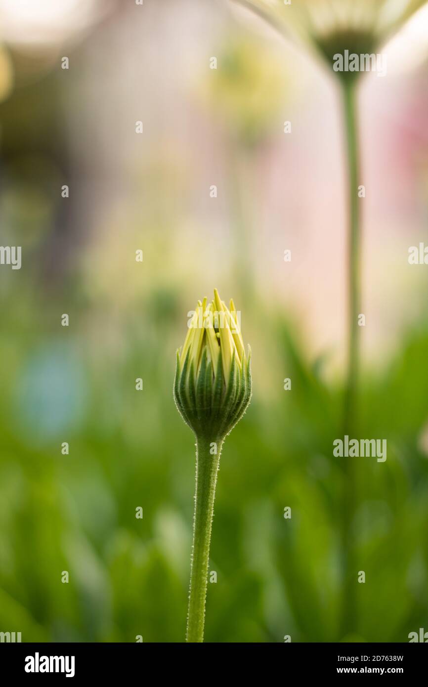 Colorful flowers in a beautiful garden Stock Photo - Alamy