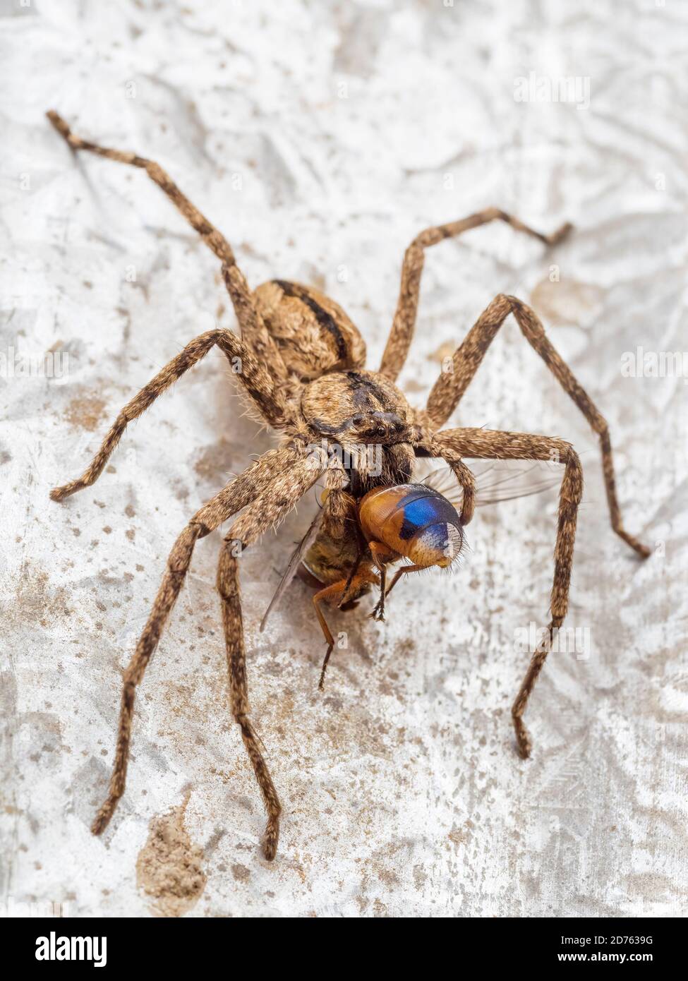 Do Spiders Have Queens