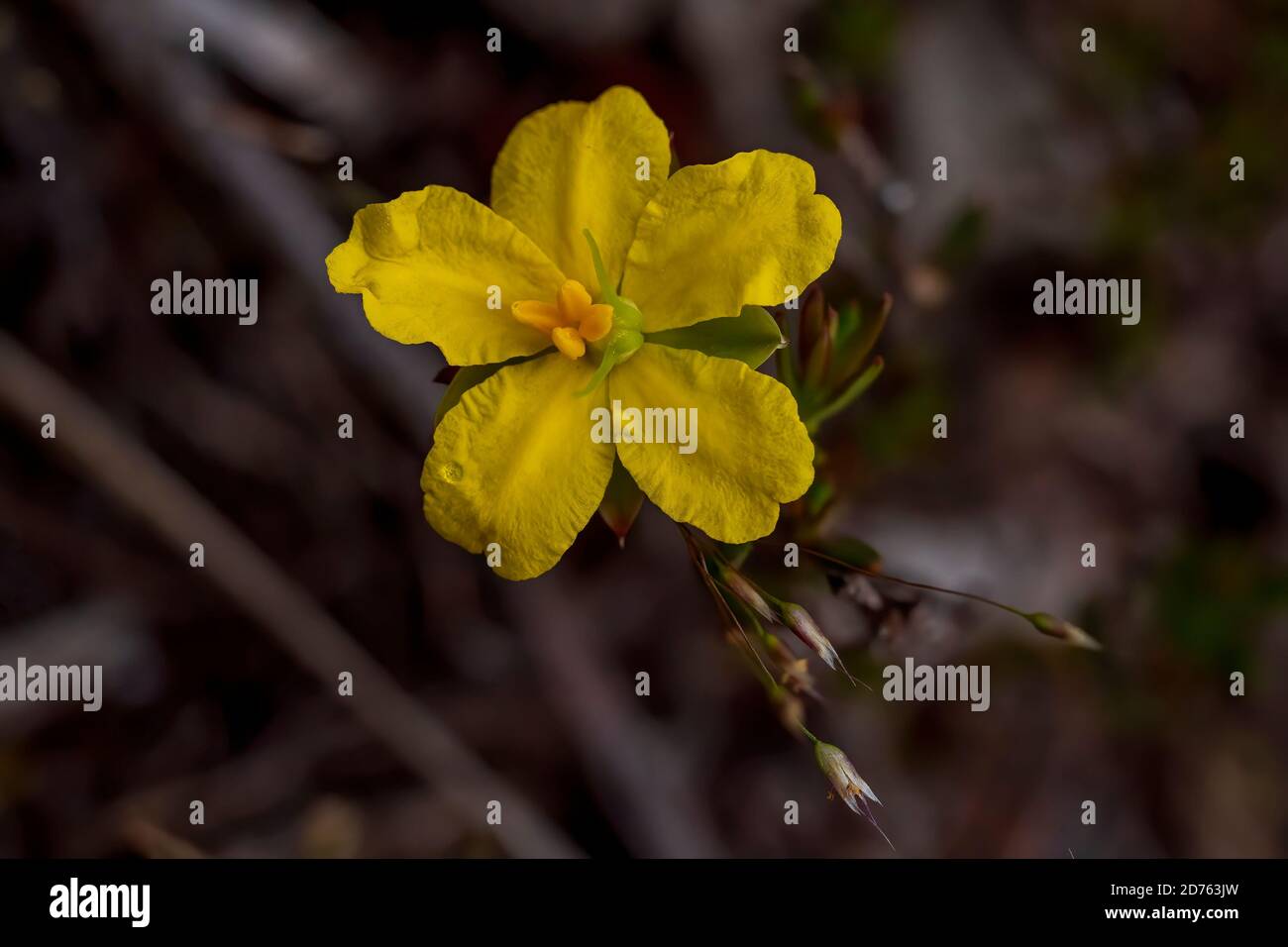 Spiky Guinea-flower (Hibbertia exutiacies) is a small shrub that is ...