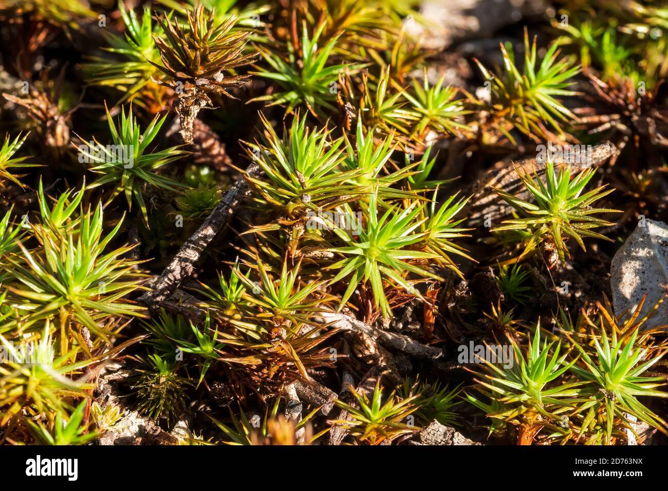 Spiky Guinea-flower (Hibbertia exutiacies) is a small shrub that is ...