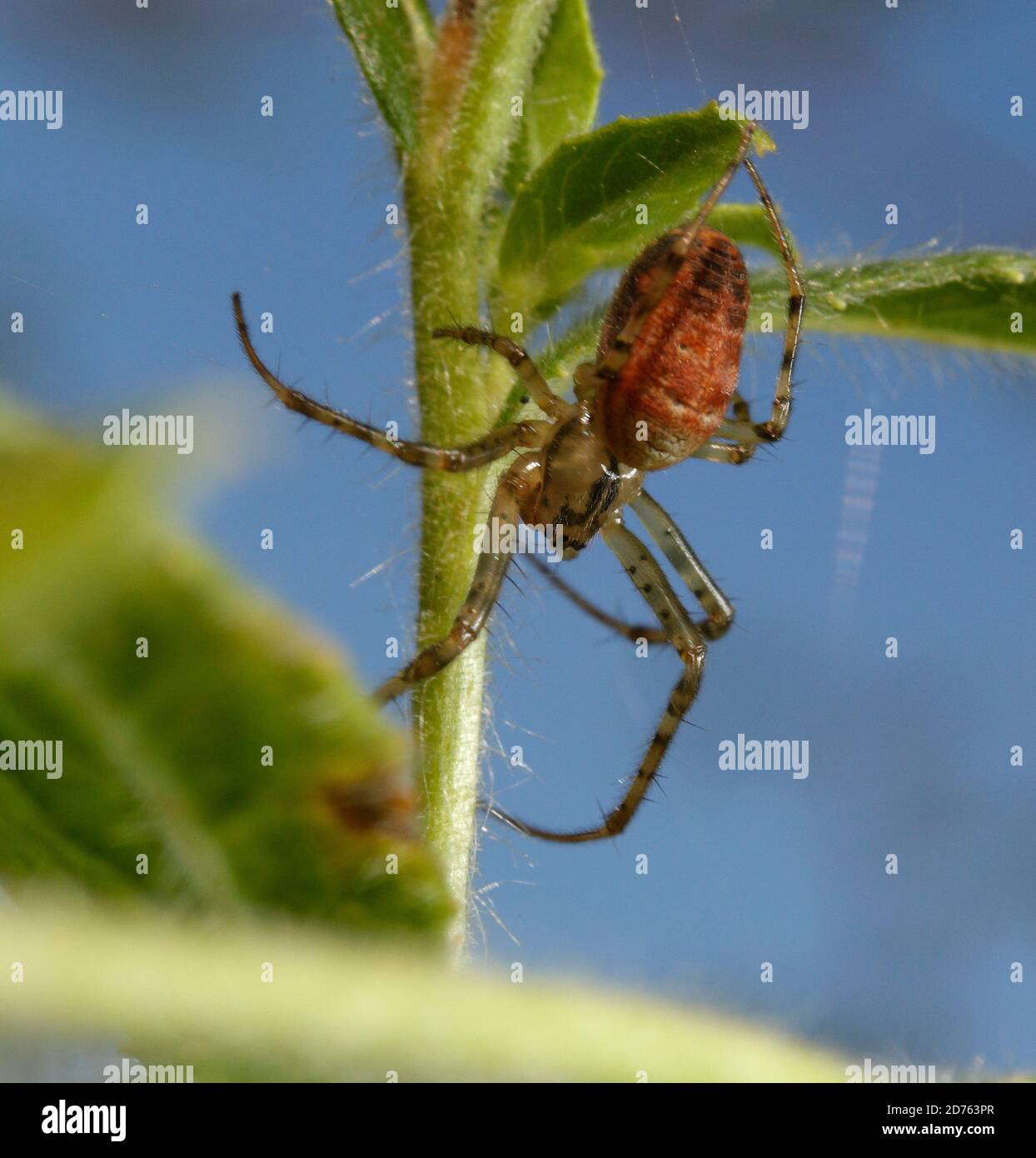 Orb Web Spider Stock Photo - Alamy