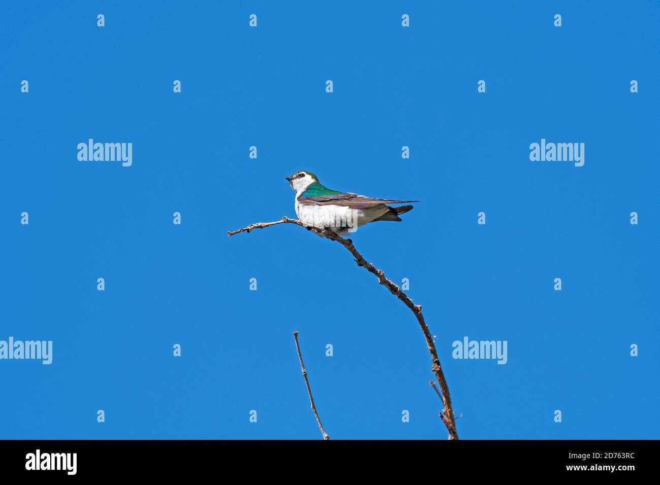Violet green swallow and tree swallow hi-res stock photography and ...