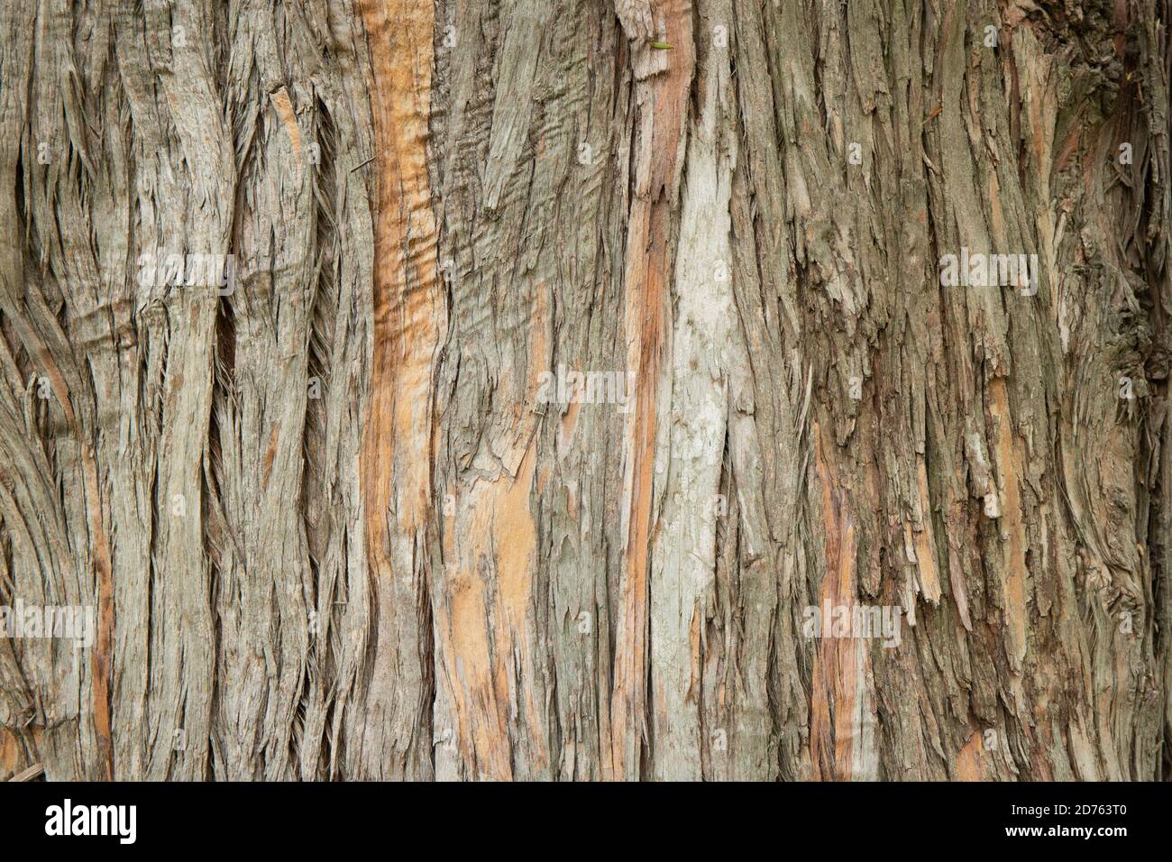 Podocarpus totara hi-res stock photography and images - Alamy