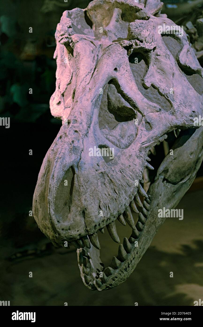Tyrannosaurus Rex skeleton (skull) at the Royal Tyrrell Museum in ...
