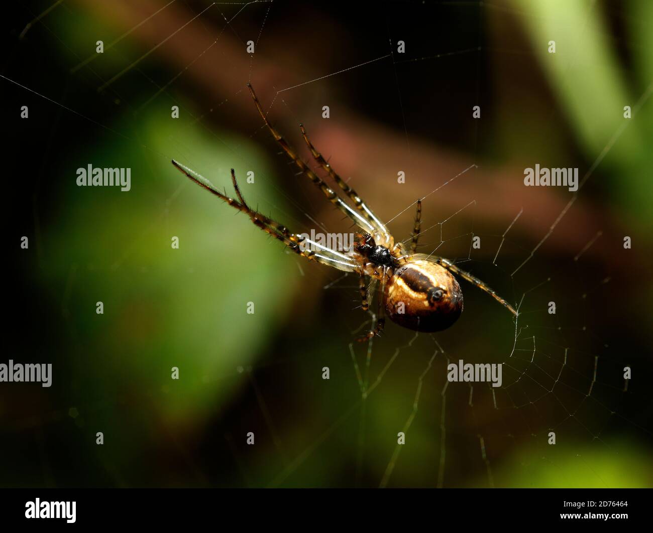 Orb Web Spider Stock Photo - Alamy
