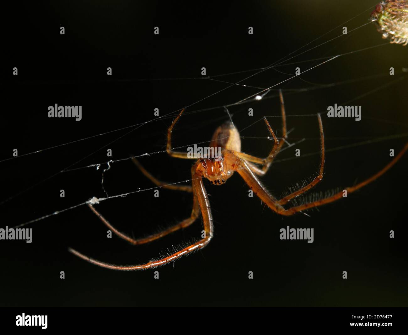 Orb Web Spider Stock Photo - Alamy