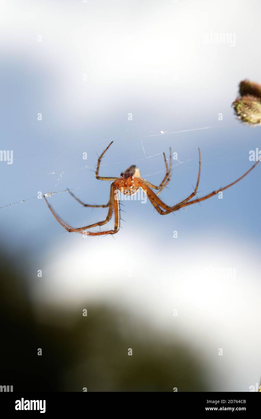 Orb Web Spider Stock Photo - Alamy