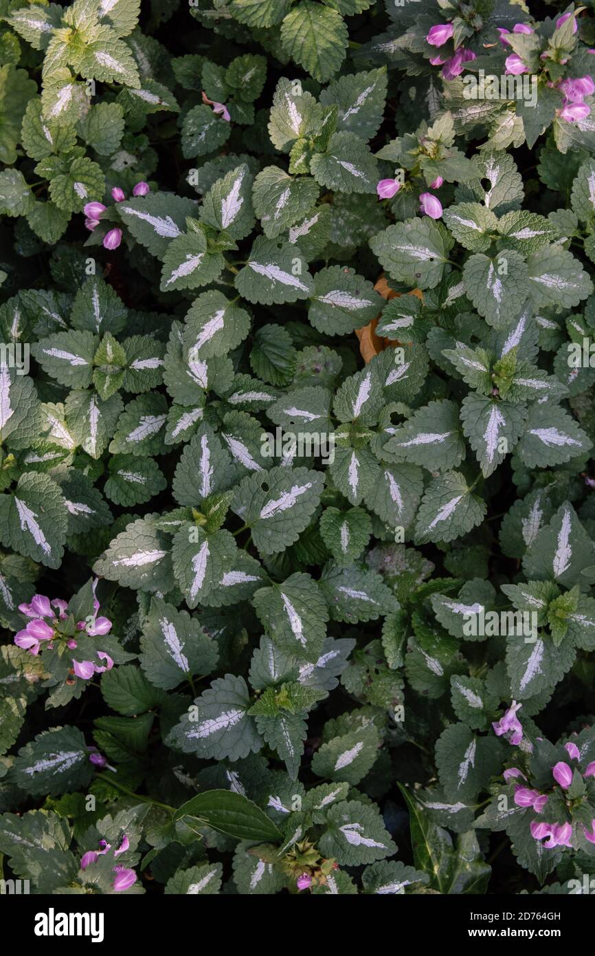 Vertical shot of green leaves in the forest Stock Photo - Alamy