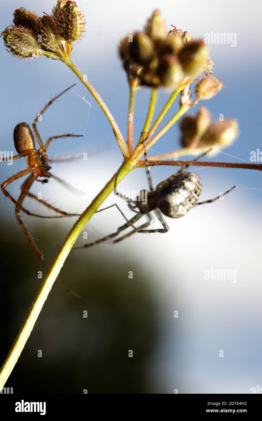 Orb Web Spider Stock Photo - Alamy