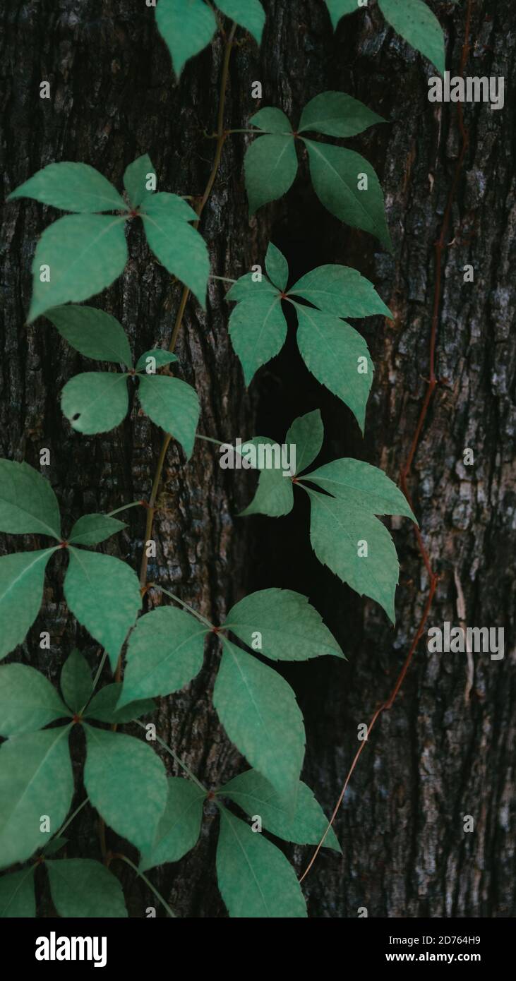 Vertical shot of green leaves on the tree trunk Stock Photo - Alamy