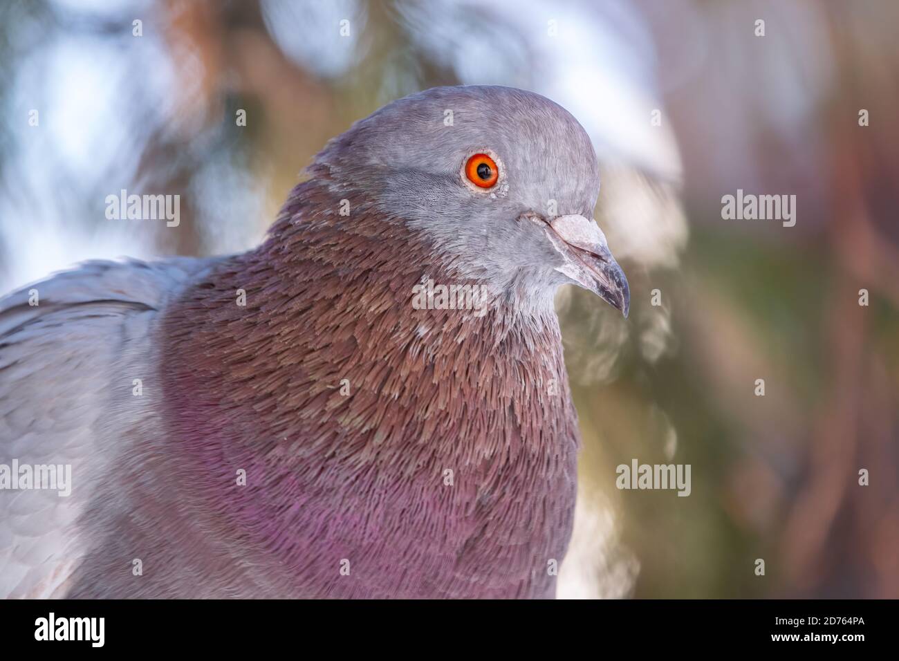 The fat pigeon portrait. Domestic pigeon bird and blurred natural ...
