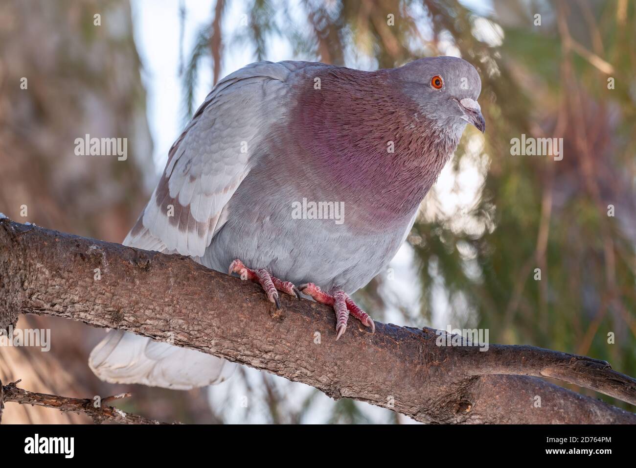 The fat pigeon sitting on a branch. Domestic pigeon bird and blurred ...