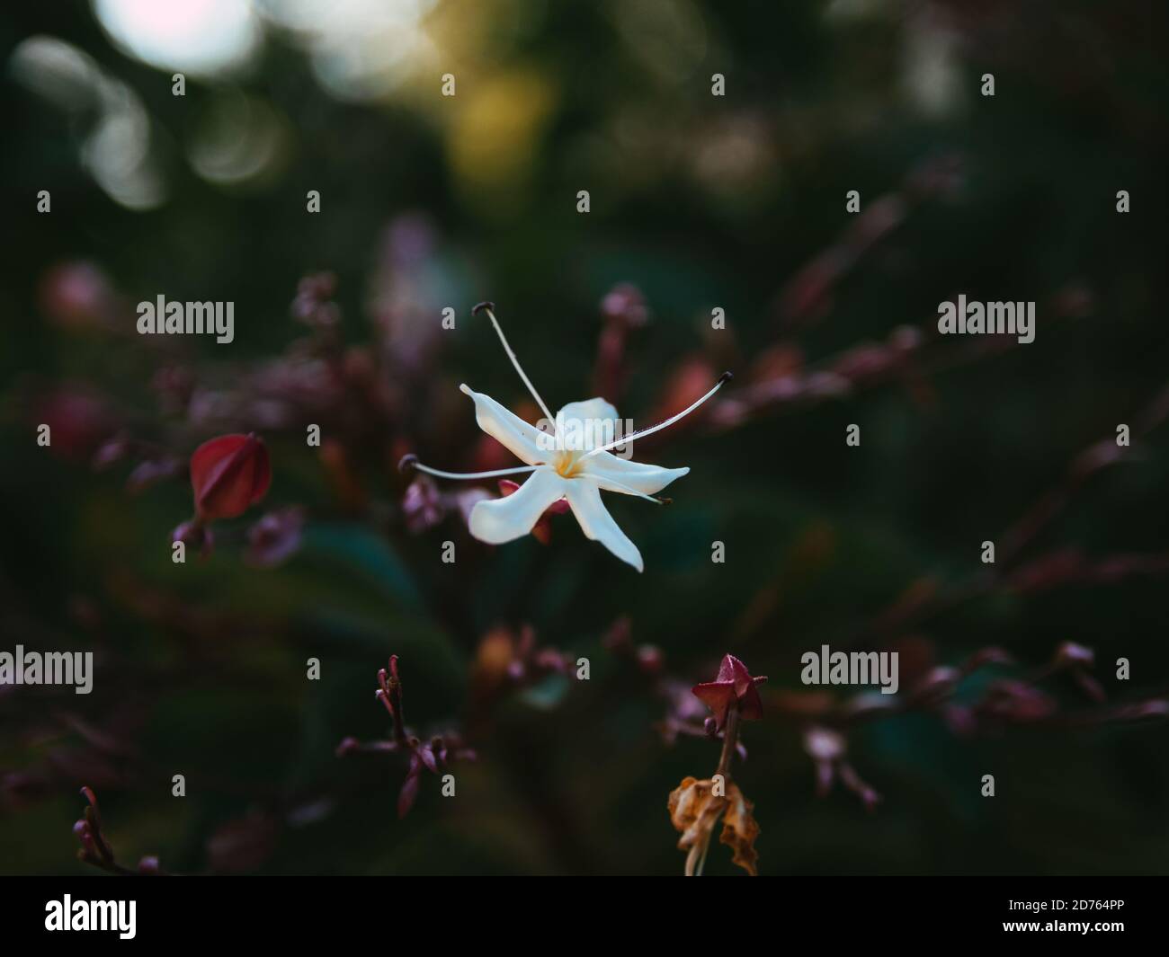 Selective focus shot of an exotic small flower in the forest Stock ...