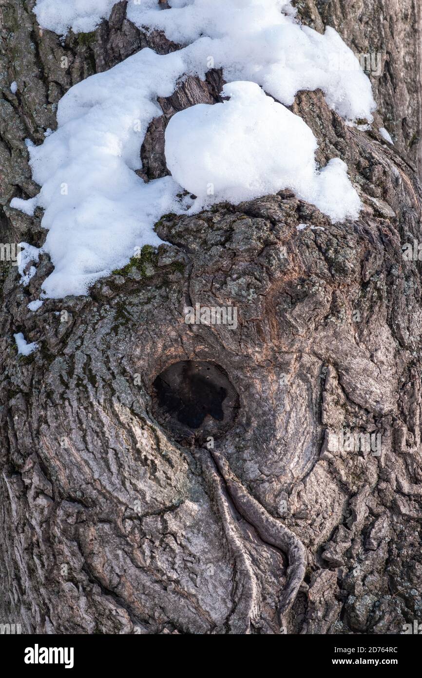 Old tree bark texture with a hollow and snow. Cork oak tree bark ...