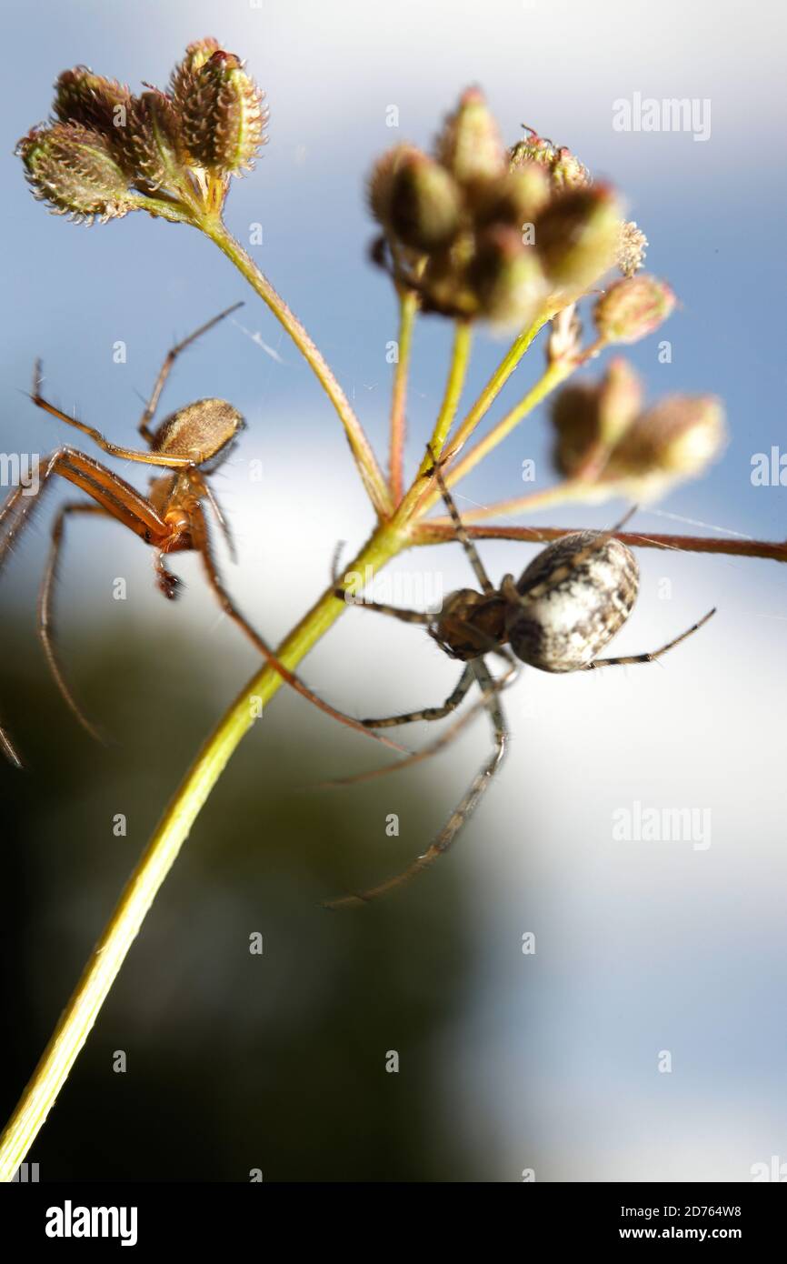 Orb Web Spider Stock Photo - Alamy