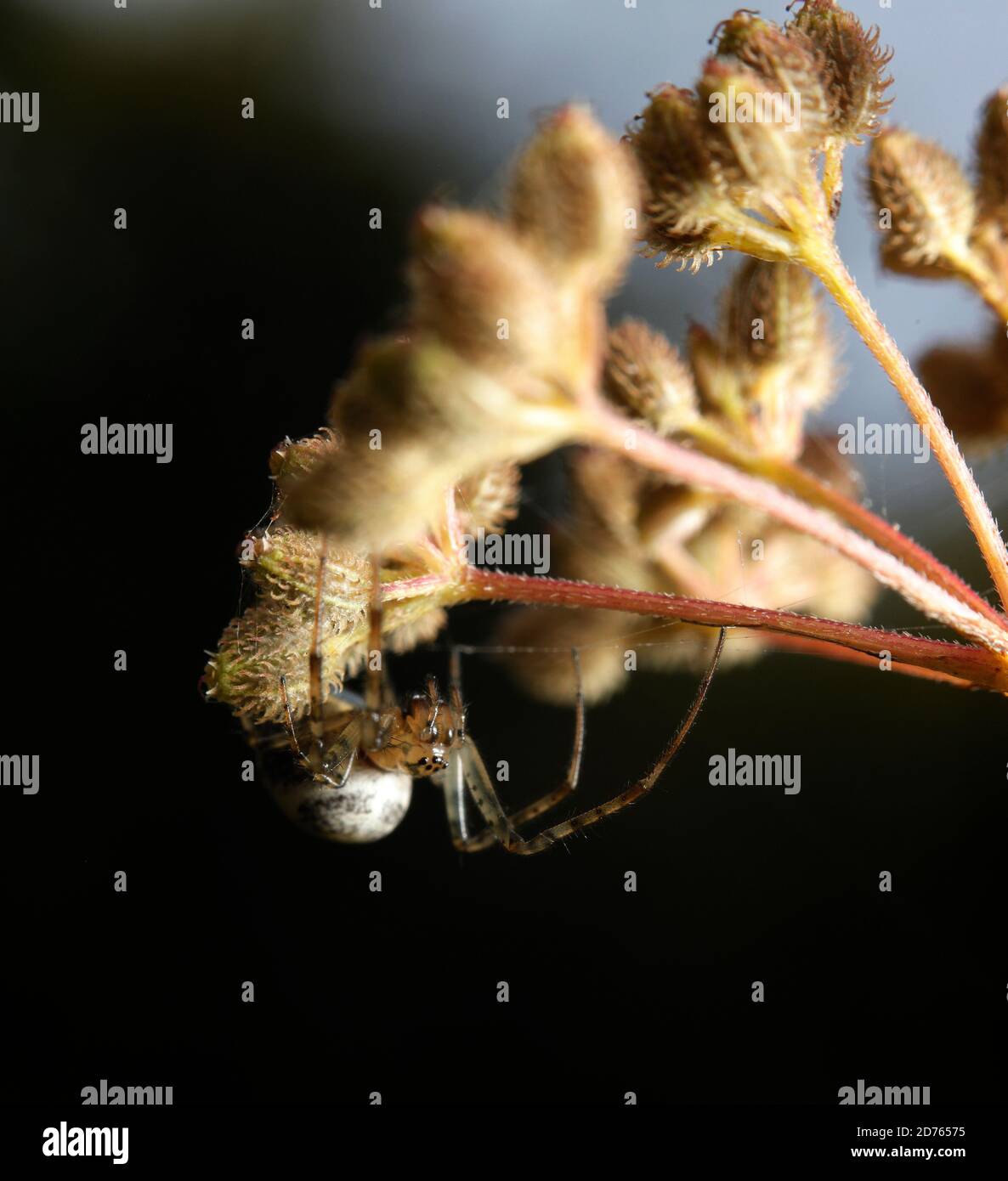 Orb Web Spider Stock Photo - Alamy