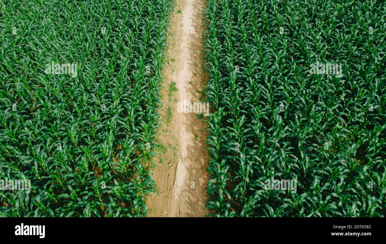 Top view of green corn field in agricultural garden and light shines ...
