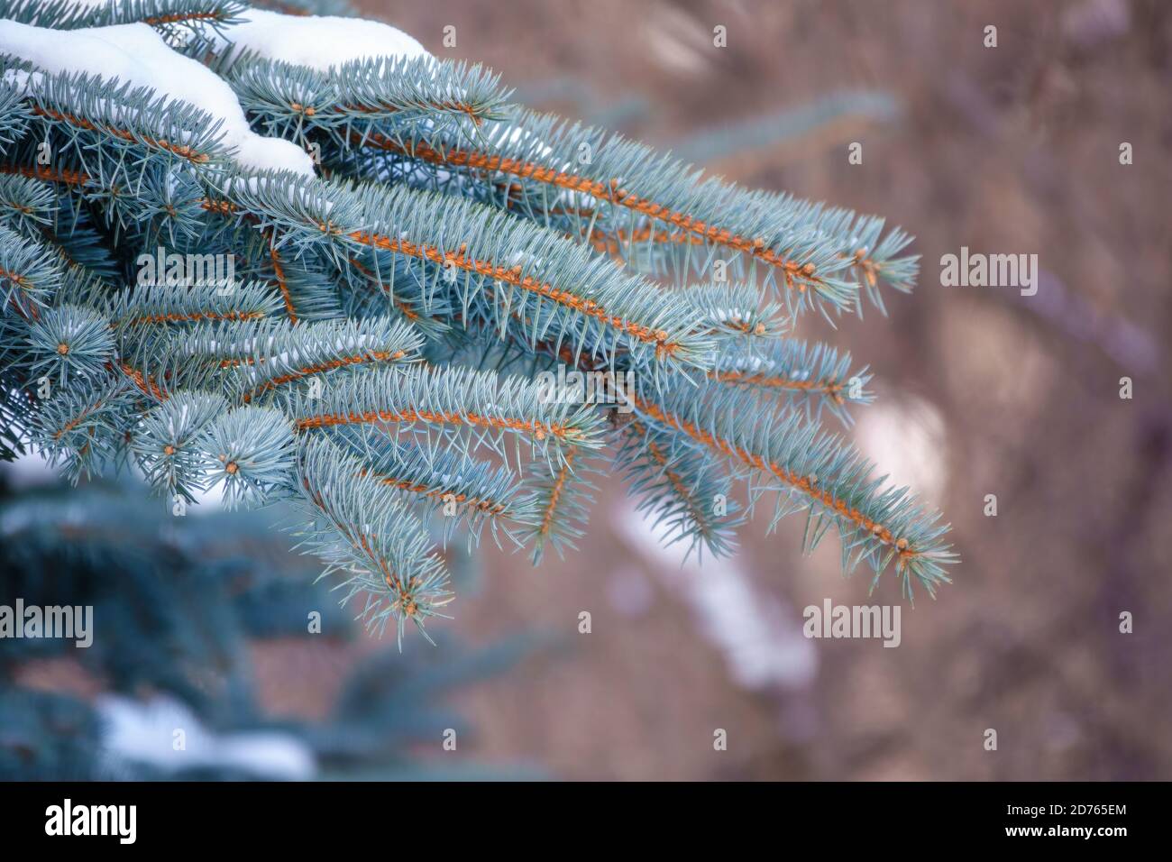 Snow-covered branches of blue spruce with needles in the sunset light ...