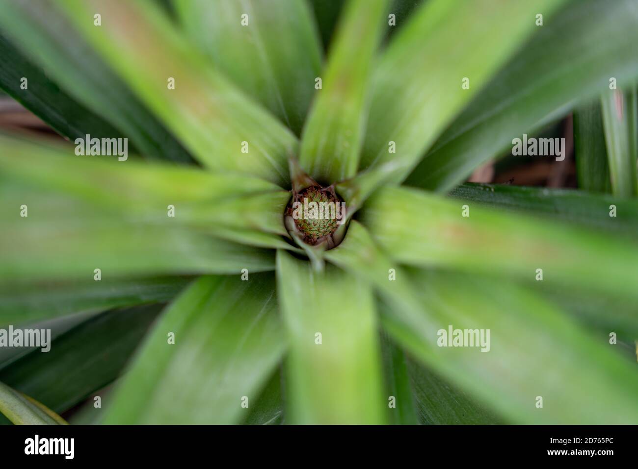 Fruit of the growing pineapple after spraying with pollen fertilizers ...