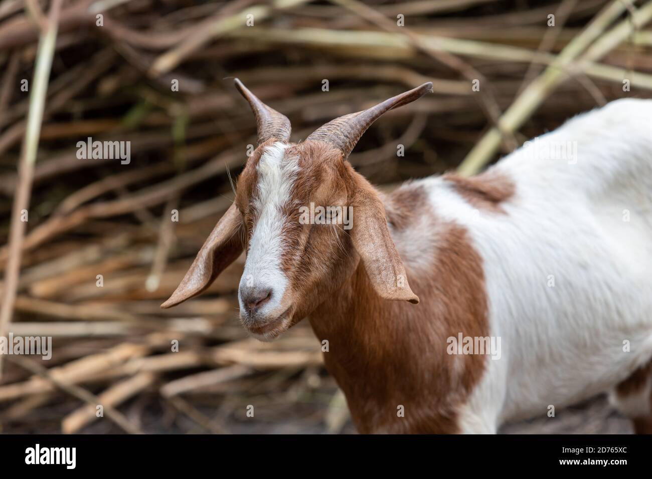 Adult red and white goat with horns and for meat goat Stock Photo - Alamy