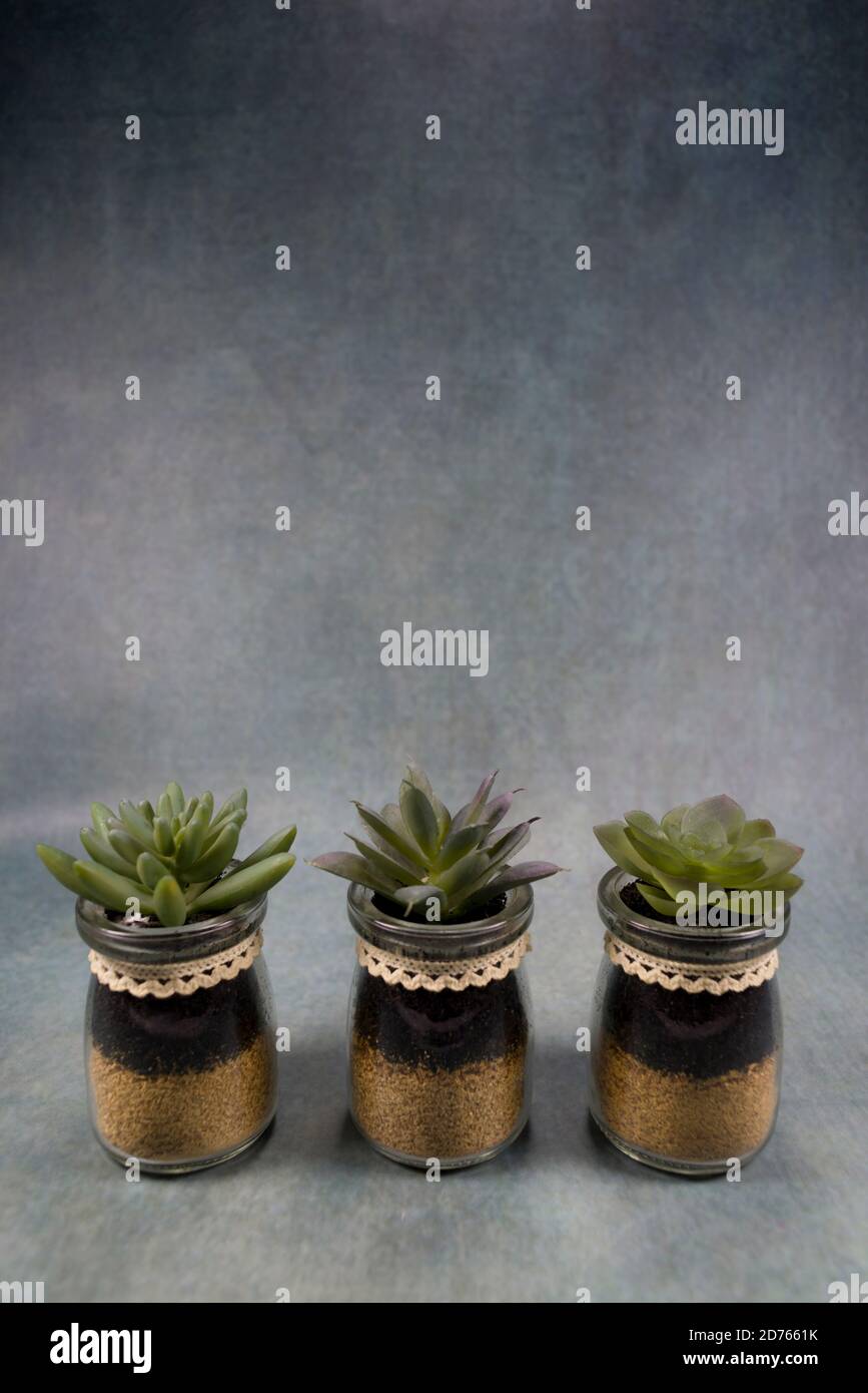 Three cacti on grey background, composition Stock Photo - Alamy