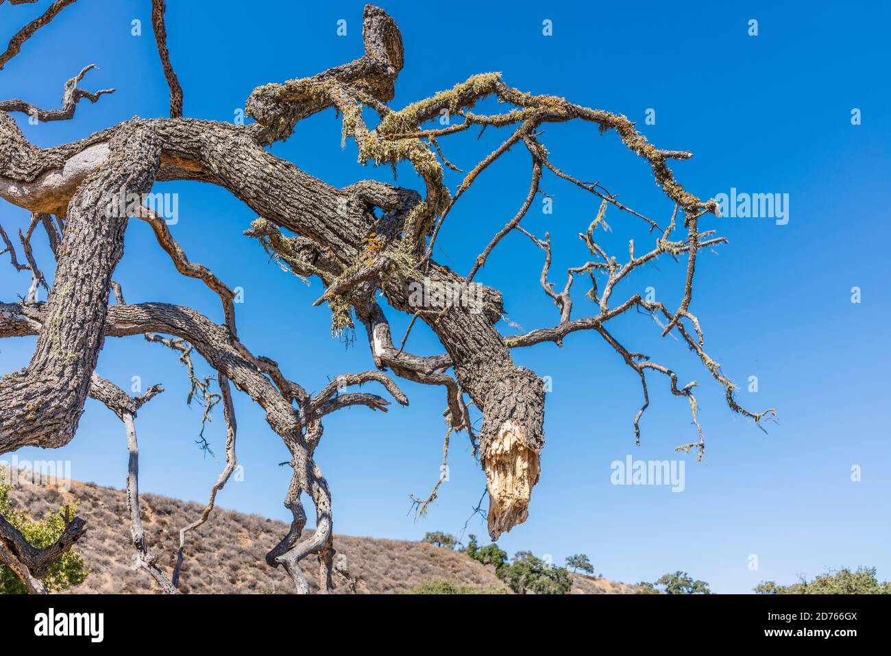 Dead craggy valley oak tree against a deep blue sky Stock Photo - Alamy