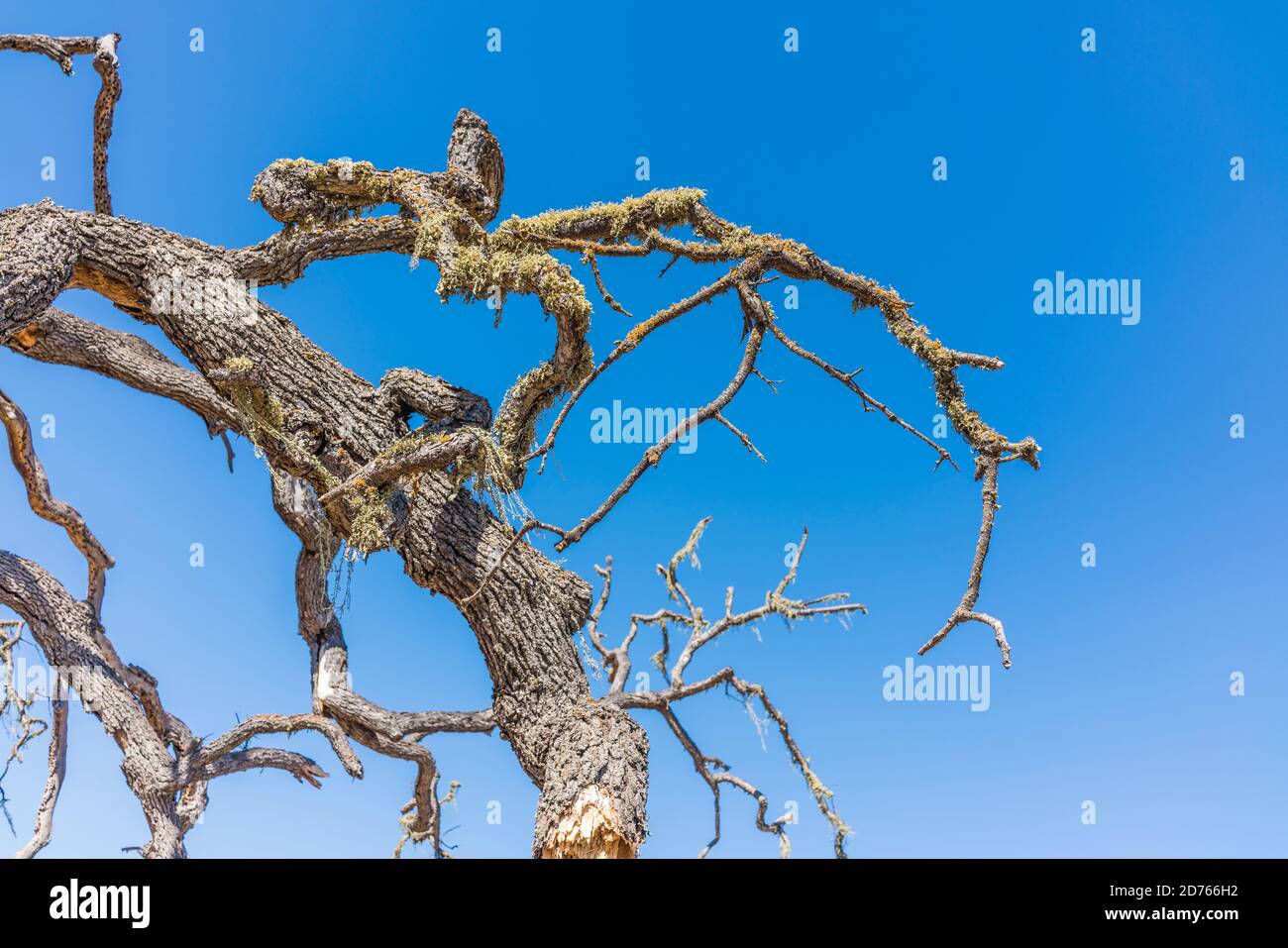 Valley oak tree hi-res stock photography and images - Alamy