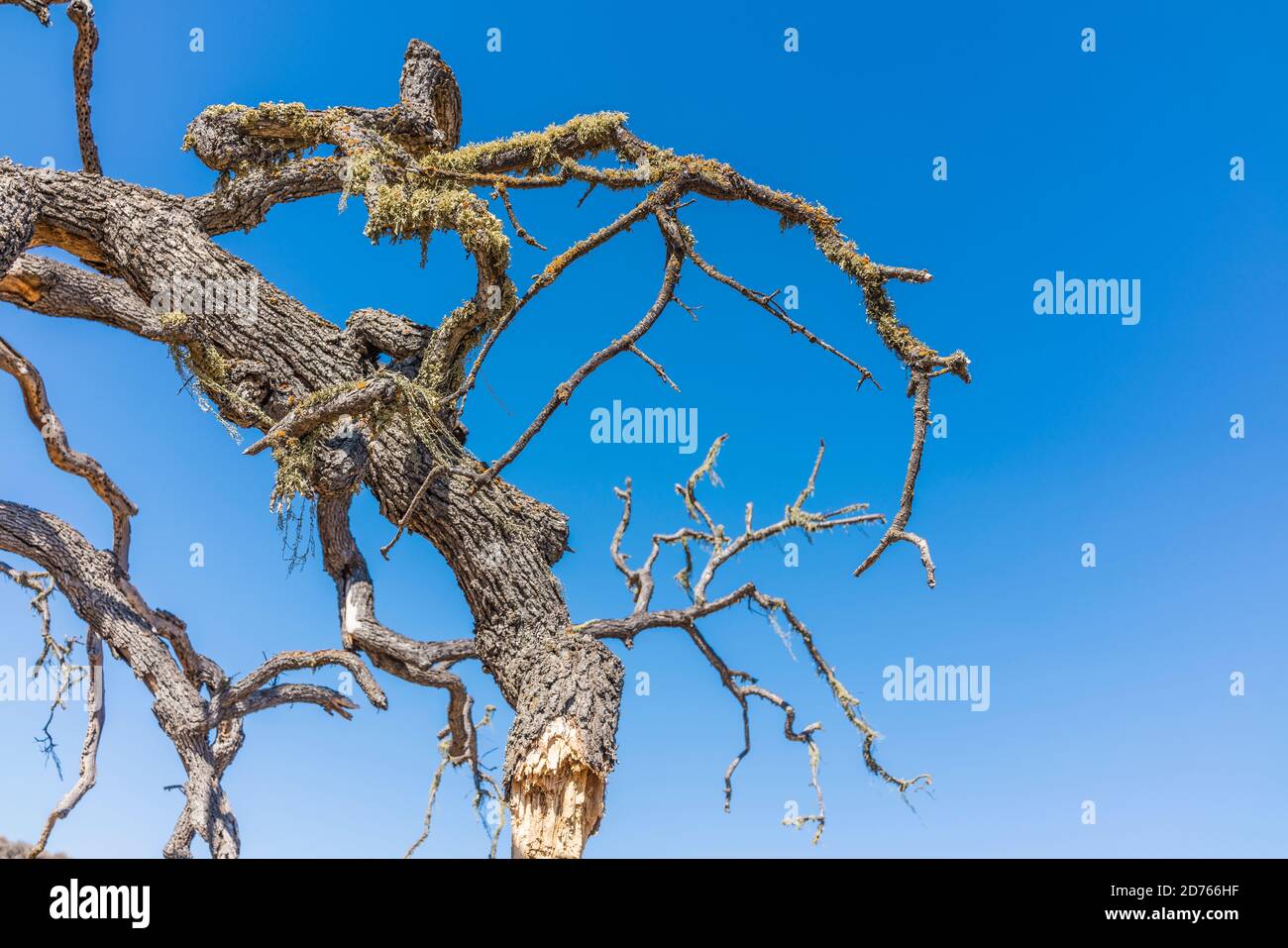 Valley oak tree hi-res stock photography and images - Alamy