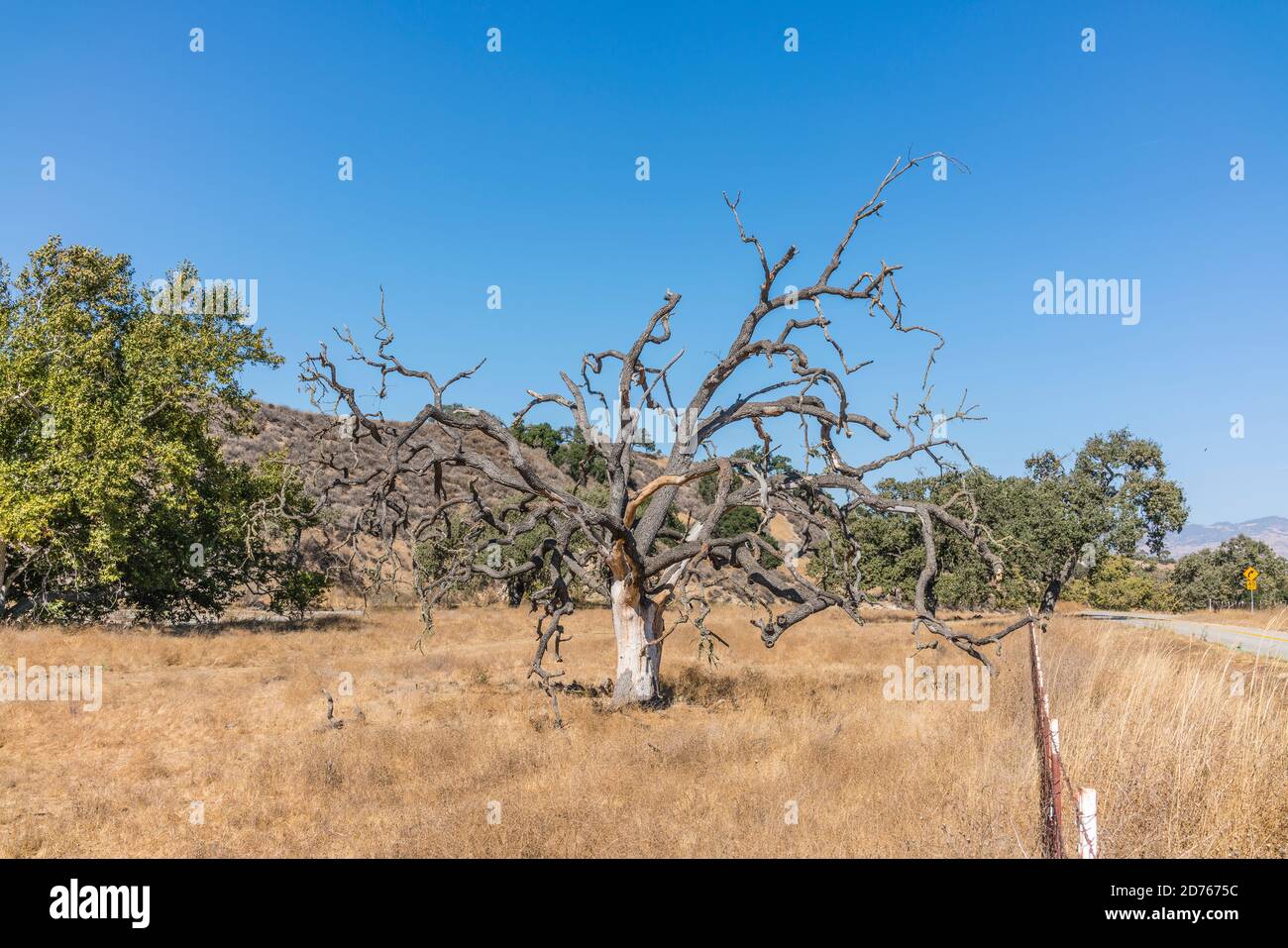 Dead standing oak hi-res stock photography and images - Alamy