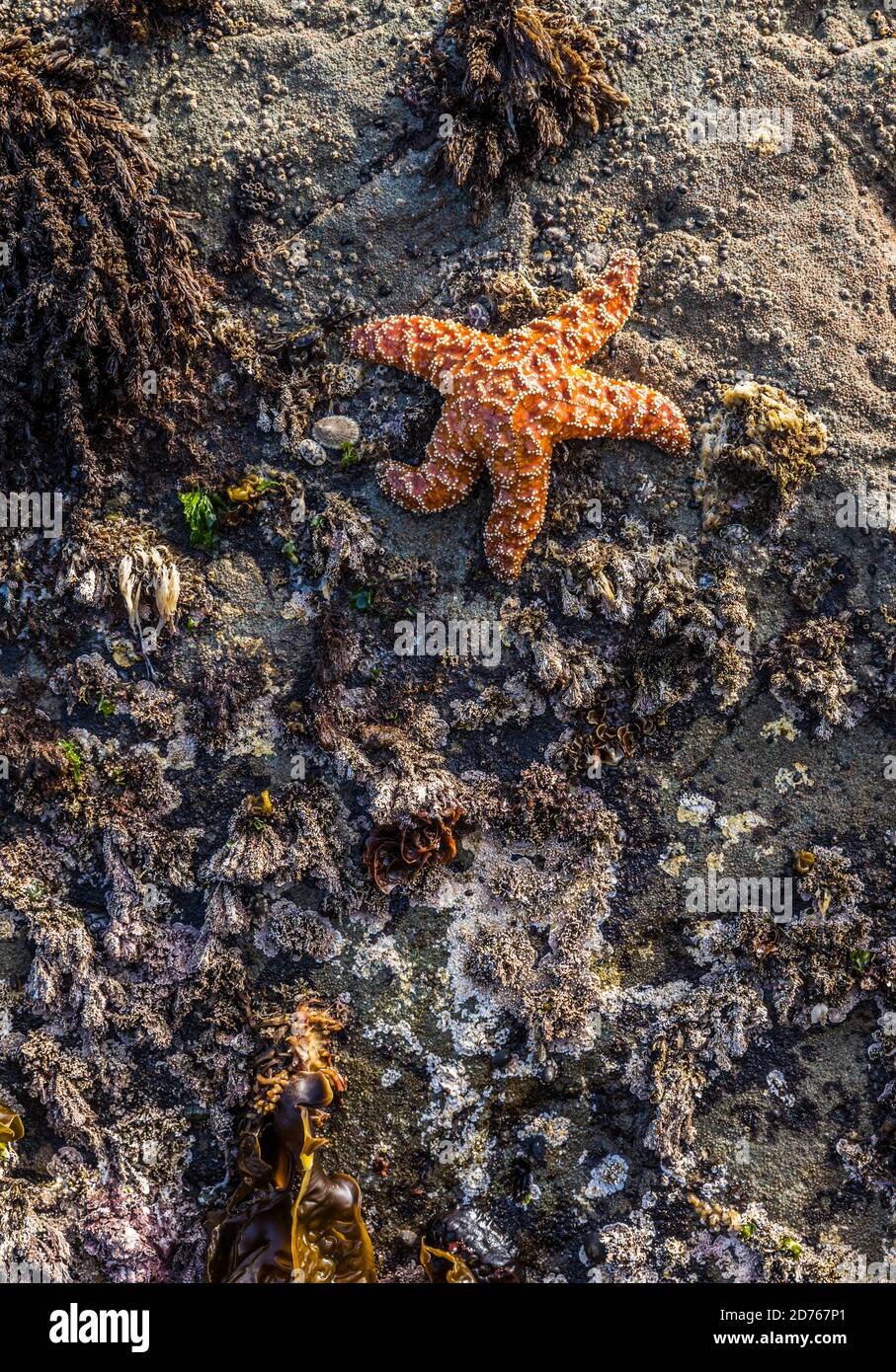 Starfish at 2nd Beach, Olympic Coast National Marine Sanctuary ...