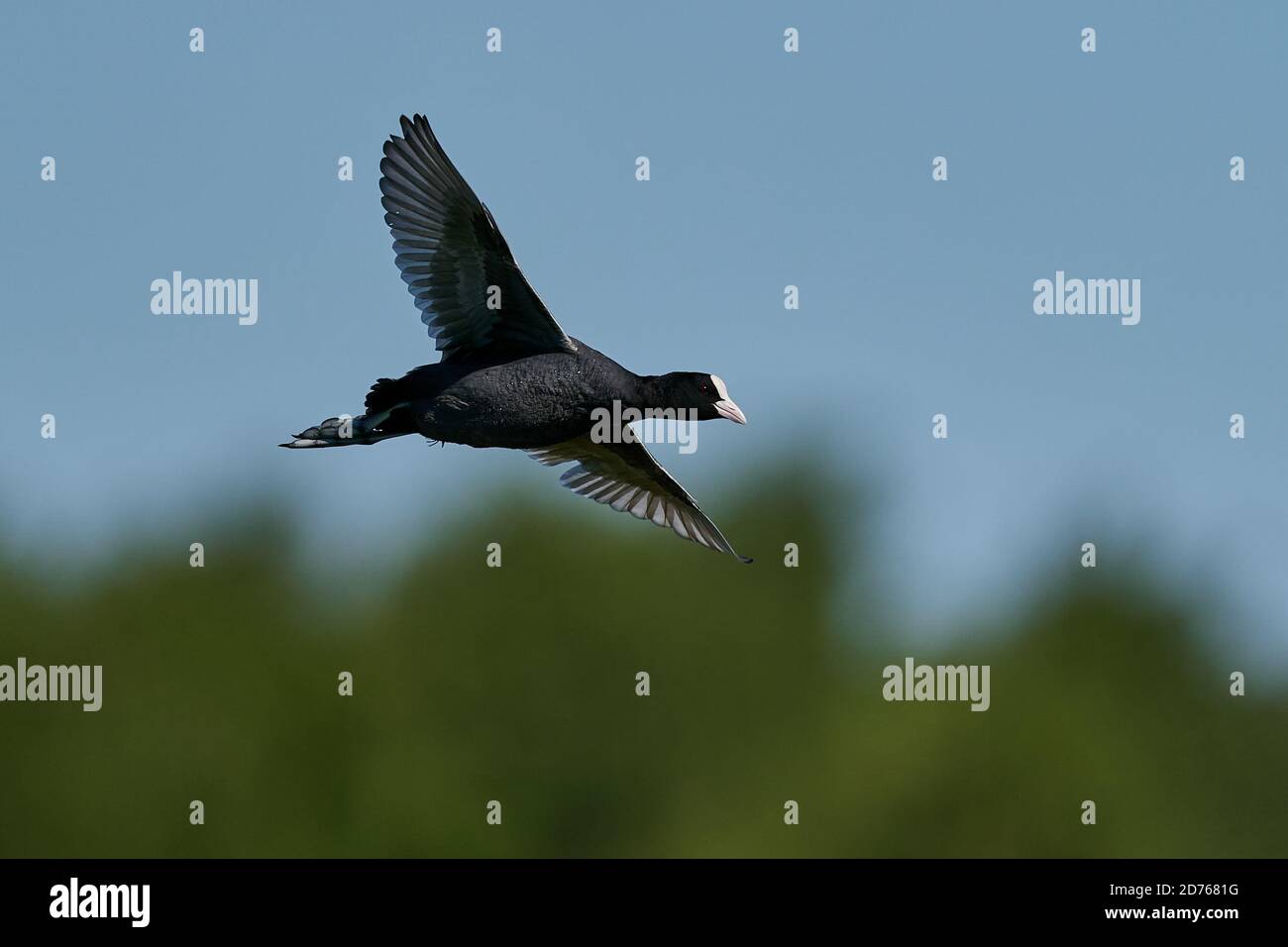 Eurasian coot in flight with vegetation in the background Stock Photo ...