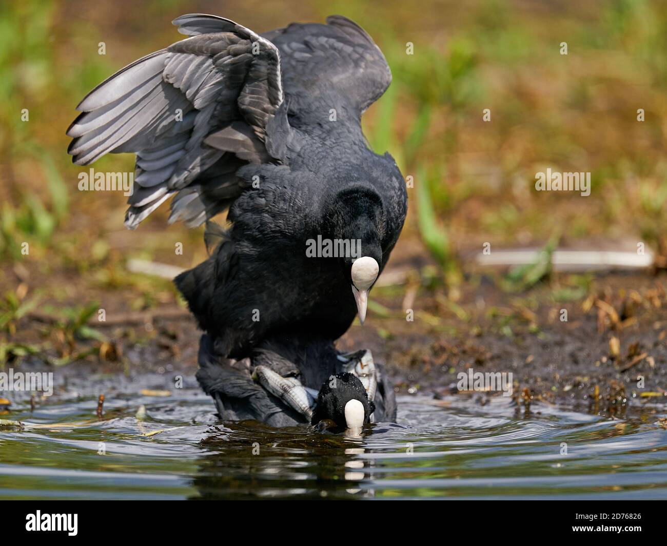 Mating coots hi-res stock photography and images - Alamy