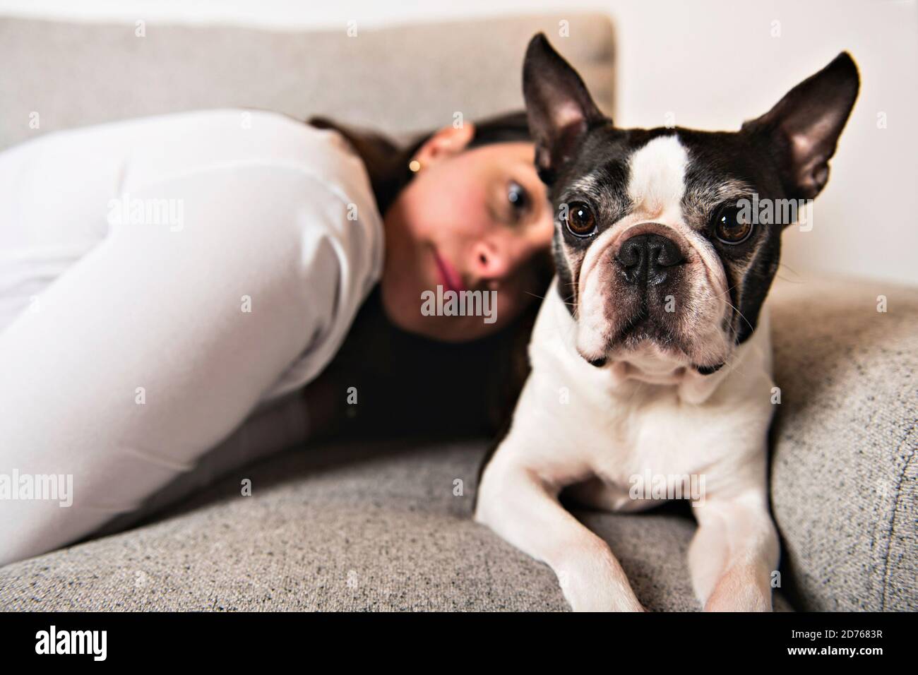 Sad boston terrier hi-res stock photography and images - Alamy