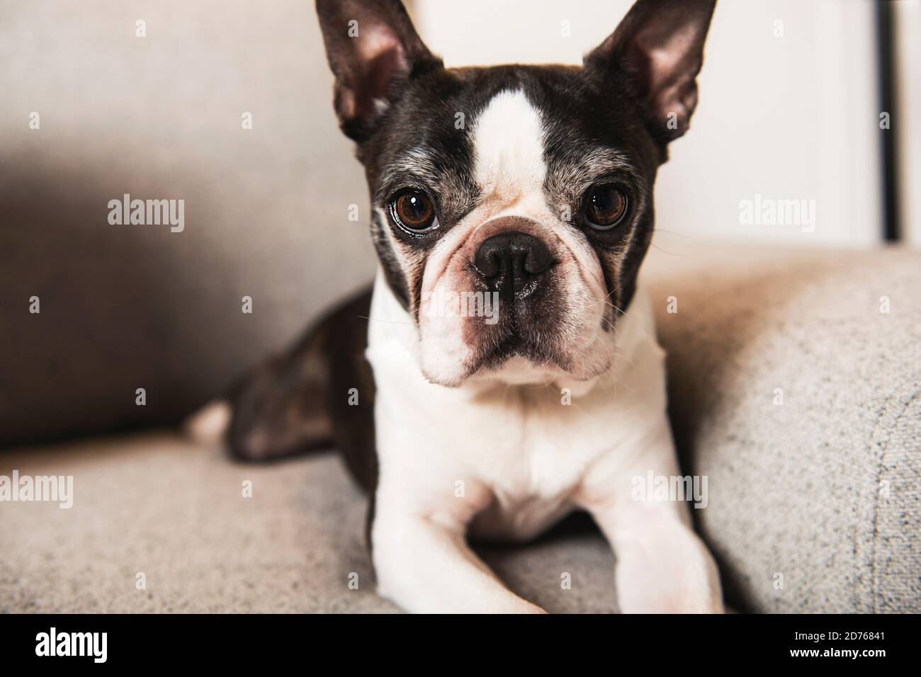 Beautiful boston terrier dog on the home sofa Stock Photo - Alamy