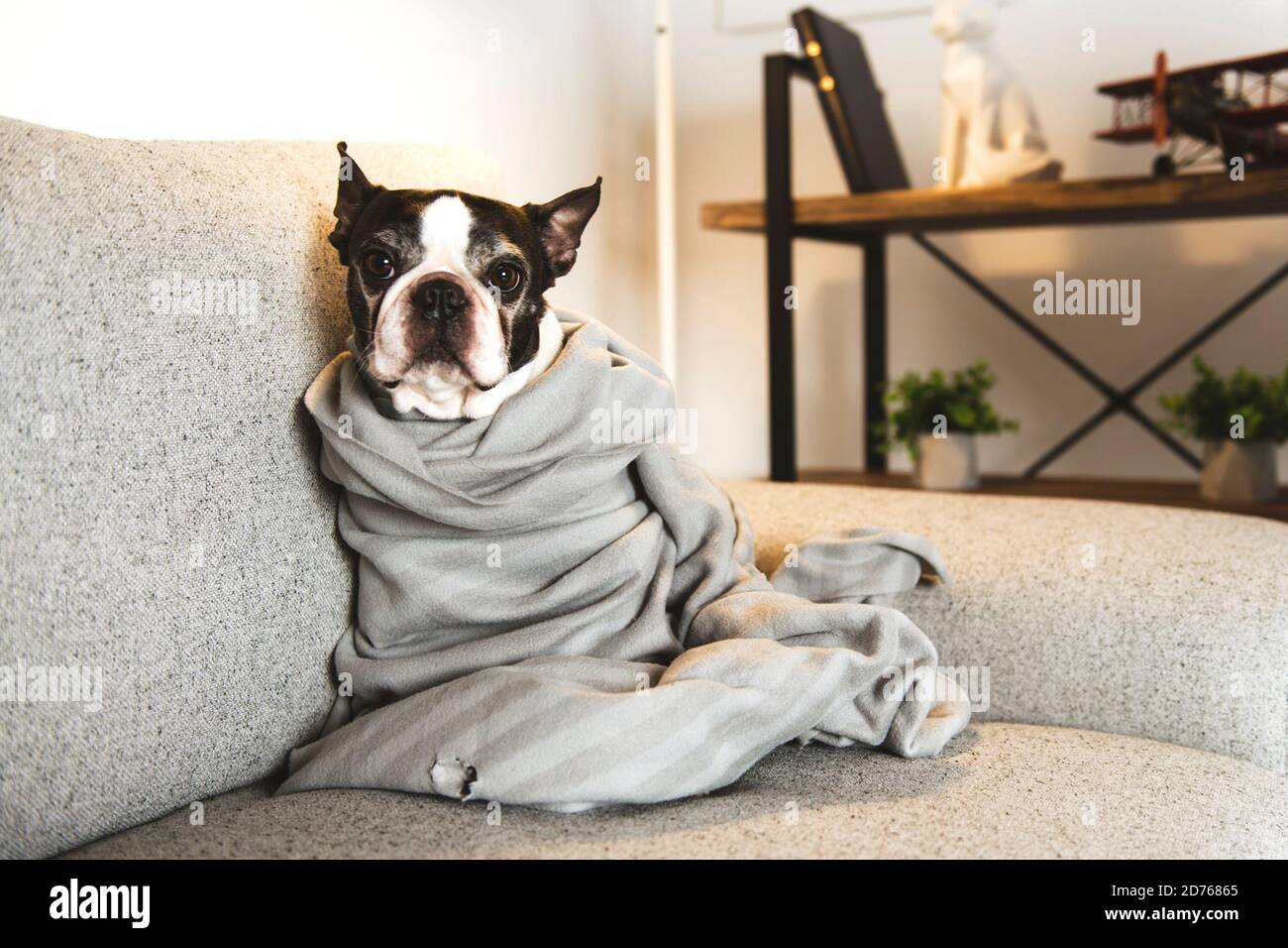 Cute boston terrier hi-res stock photography and images - Alamy