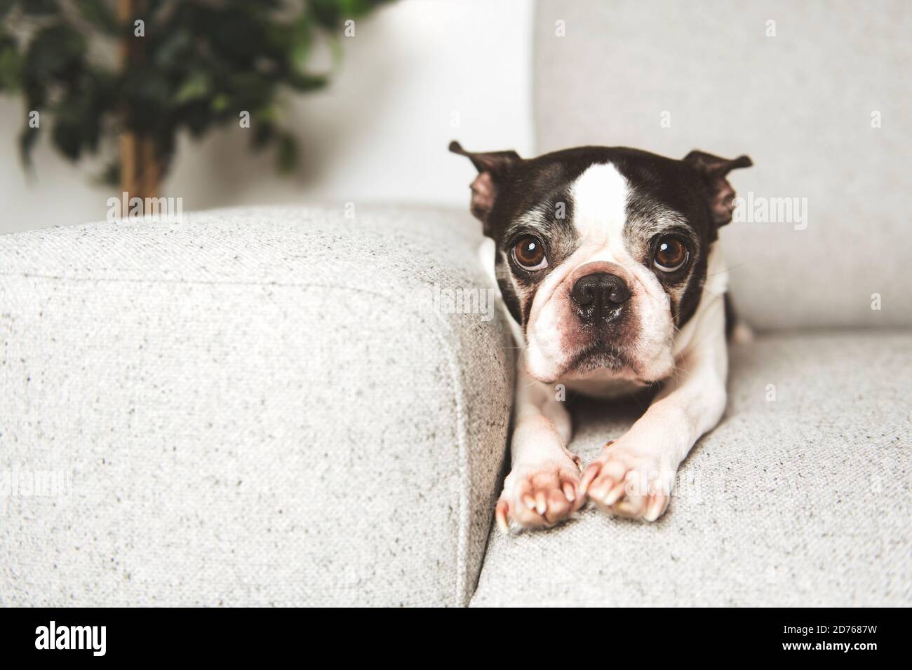 Sad boston terrier hi-res stock photography and images - Alamy