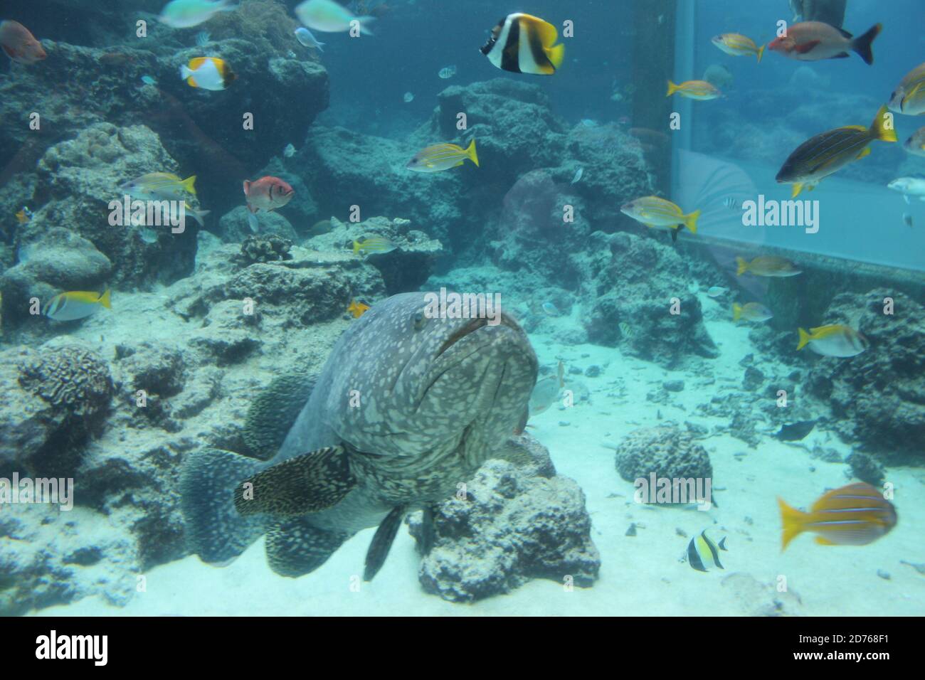 Giant grouper's front face Stock Photo - Alamy