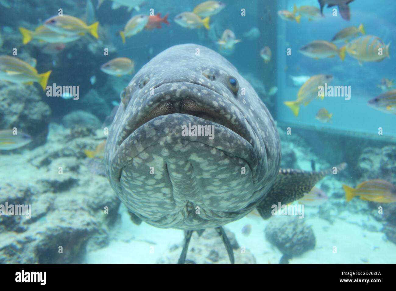 Giant grouper's front face Stock Photo - Alamy