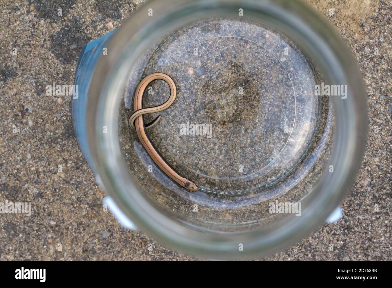 Top view of a tiny snake trapped in a glass cup Stock Photo - Alamy