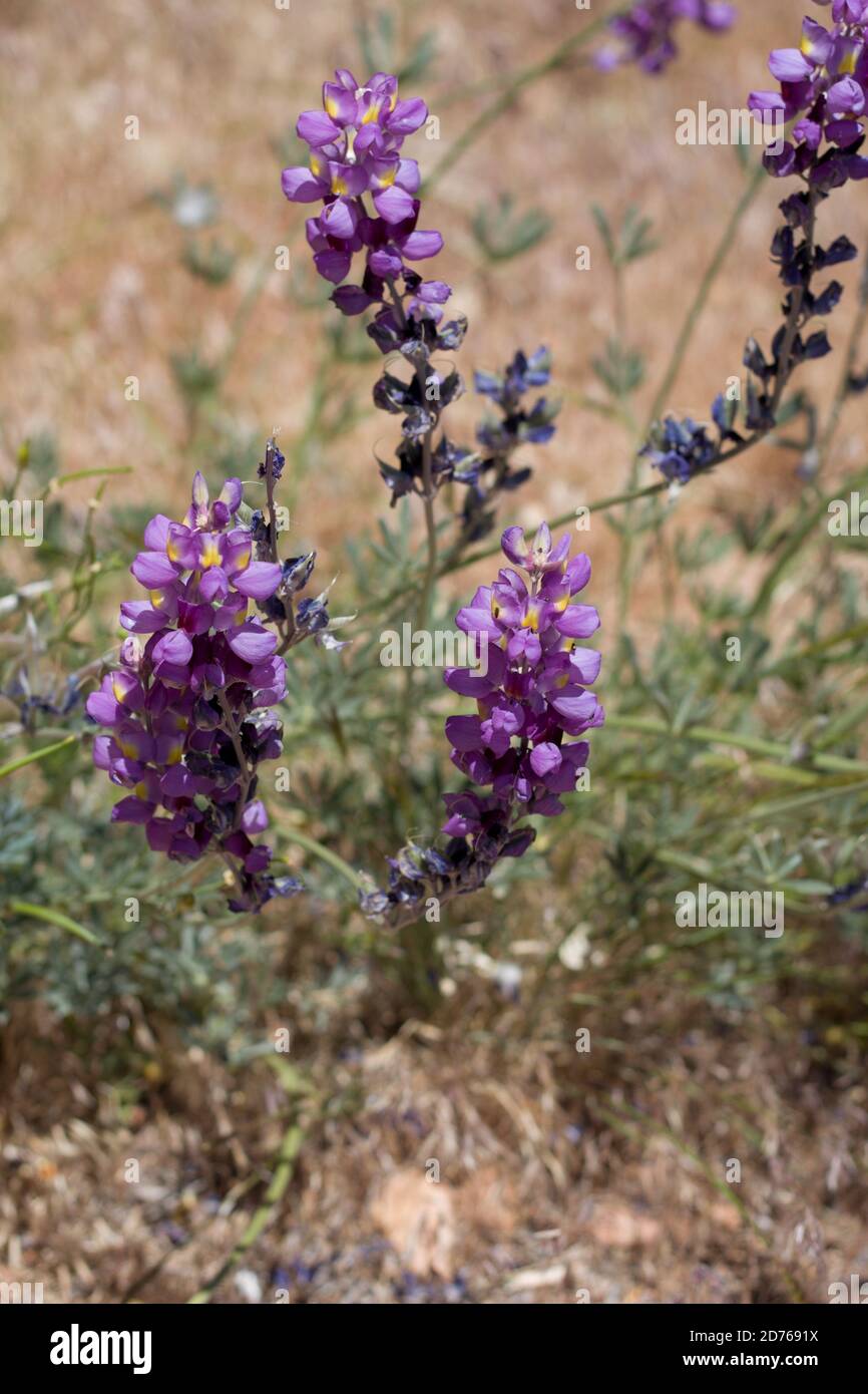 Transverse Keel High Resolution Stock Photography and Images - Alamy