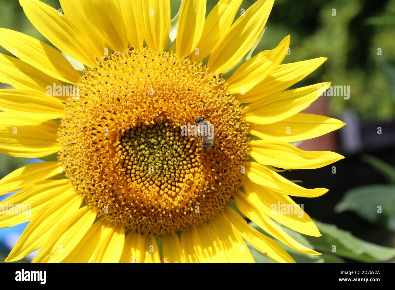 Closeup shot sunflower bee hi-res stock photography and images - Alamy